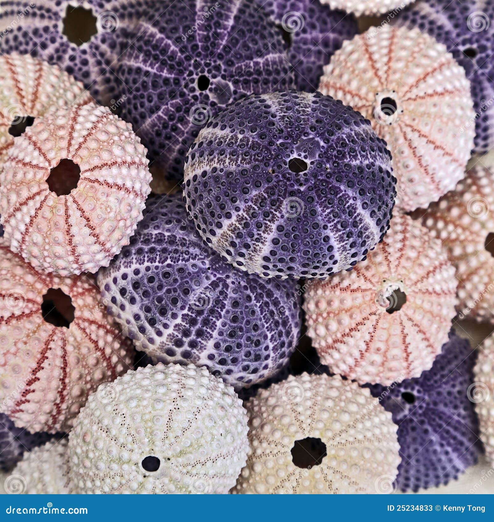 Seeigel stockbild. Bild von stachelhäuter, wasser, farbe - 25234833