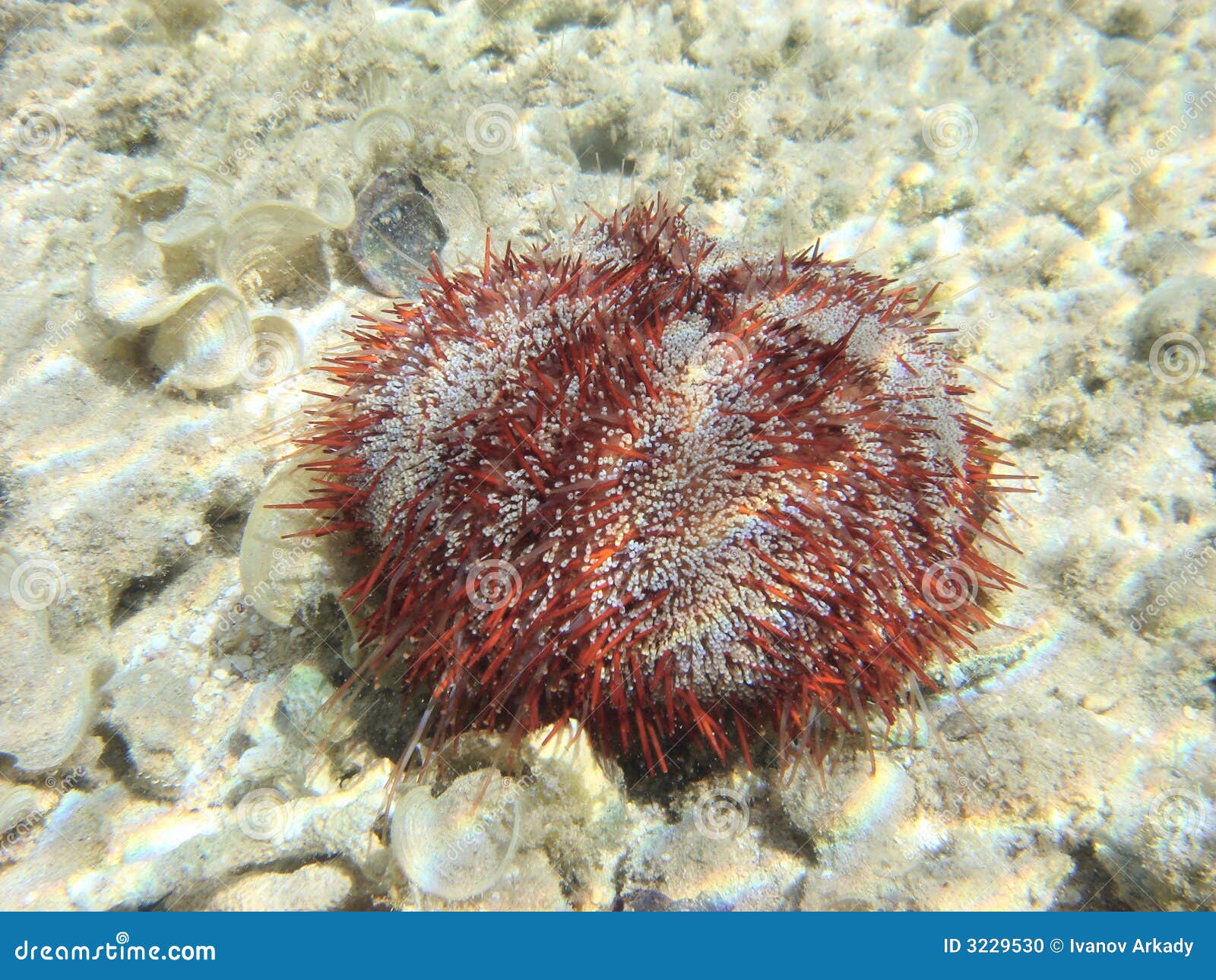 Seeigel stockfoto. Bild von marinesoldat, nave, schnorcheln - 3229530