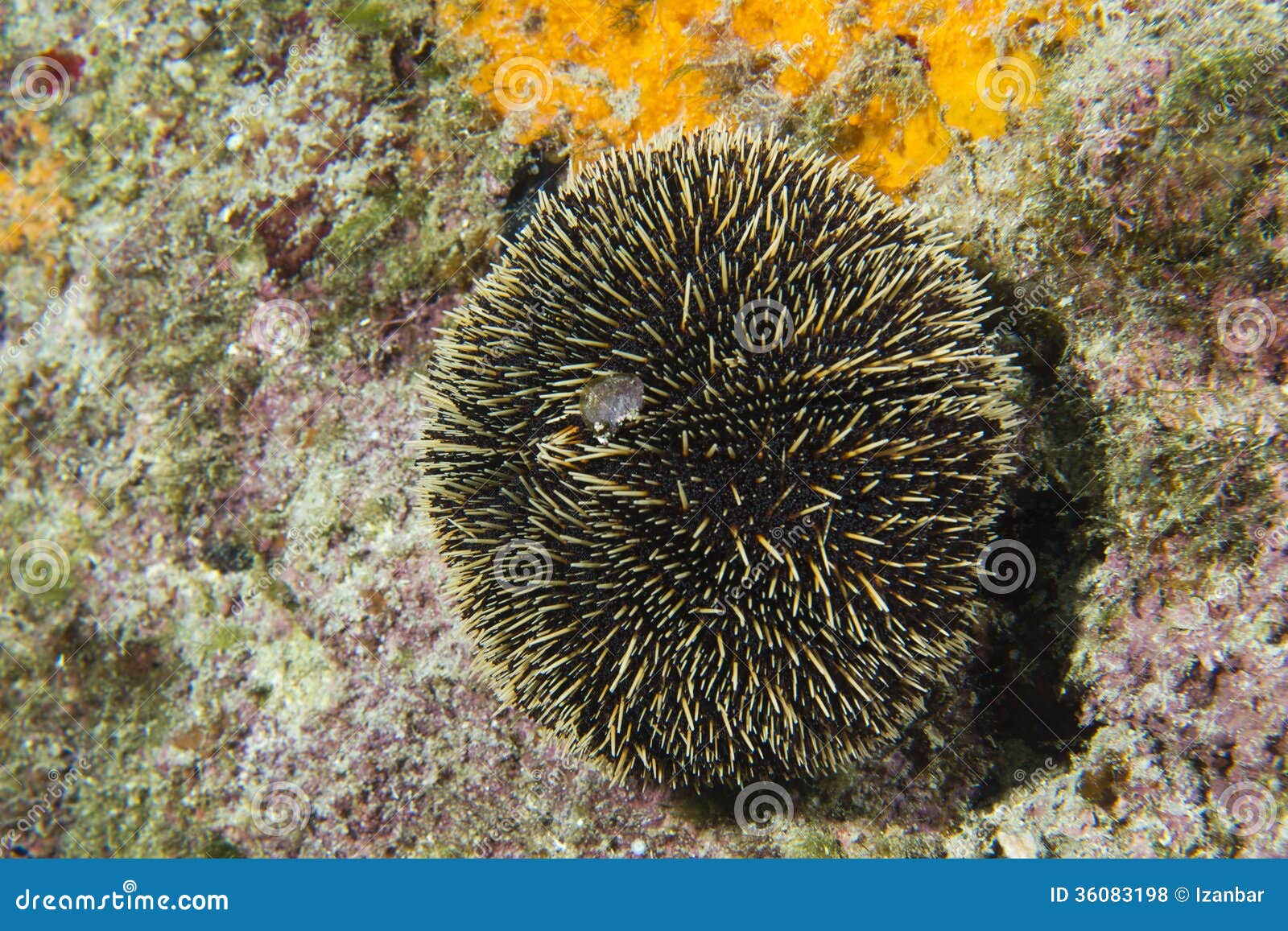 Seeigel stockfoto. Bild von ferien, feiertag, unterwasser - 36083198