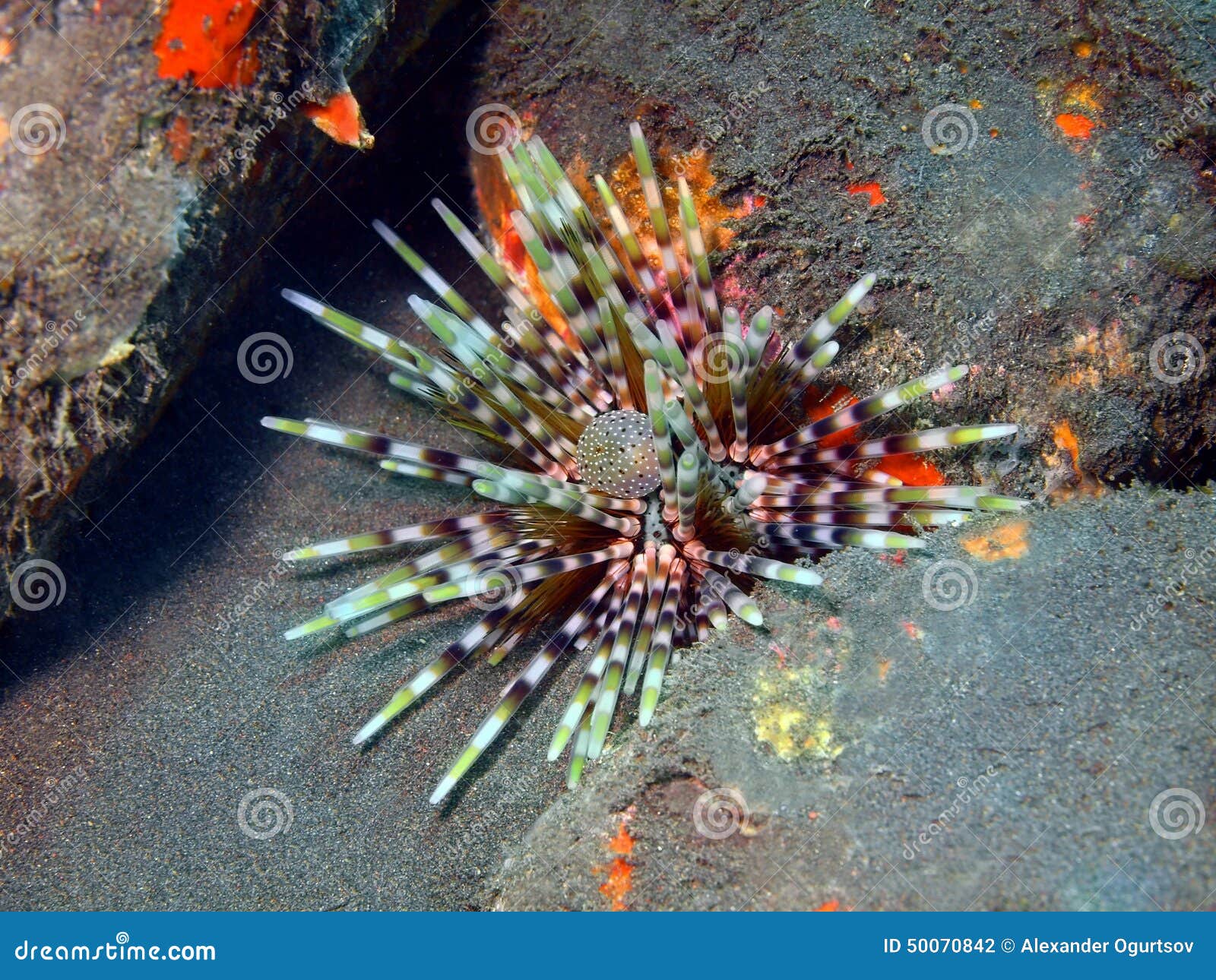 Seeigel stockfoto. Bild von bengel, meer, nave, tier - 50070842