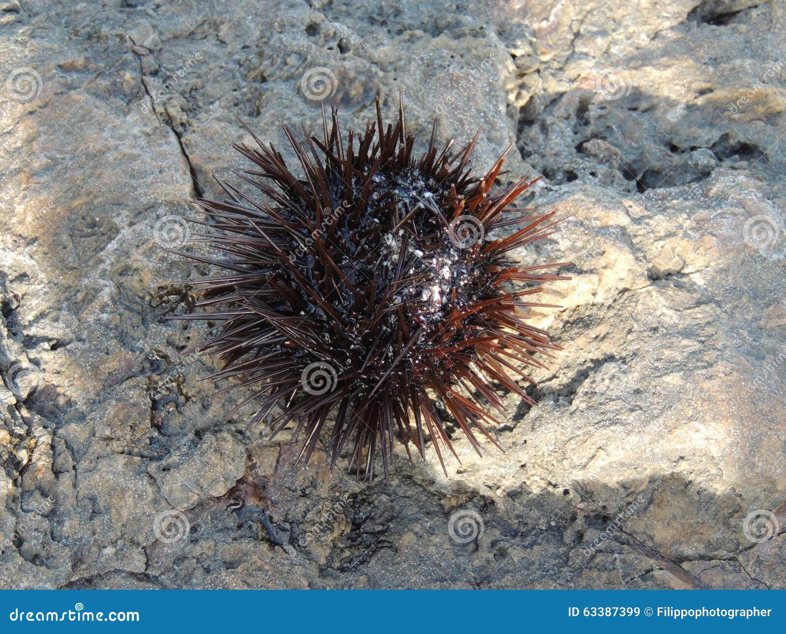 Seeigel stockbild. Bild von calcit, italien, stich, insel - 63387399