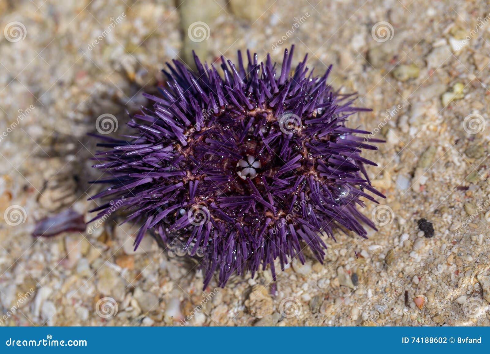 Seeigel Auf Dem Strand Makro Stockfoto - Bild von violett, blau: 74188602