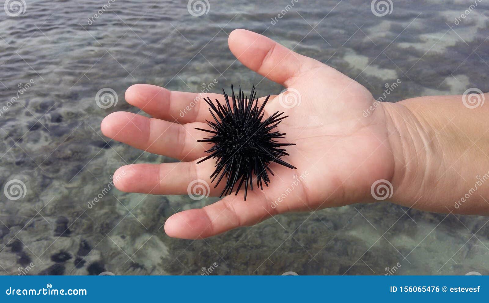 Seeigel in Der Hand Einer Person Im Meer Stockfoto - Bild von abenteuer ...