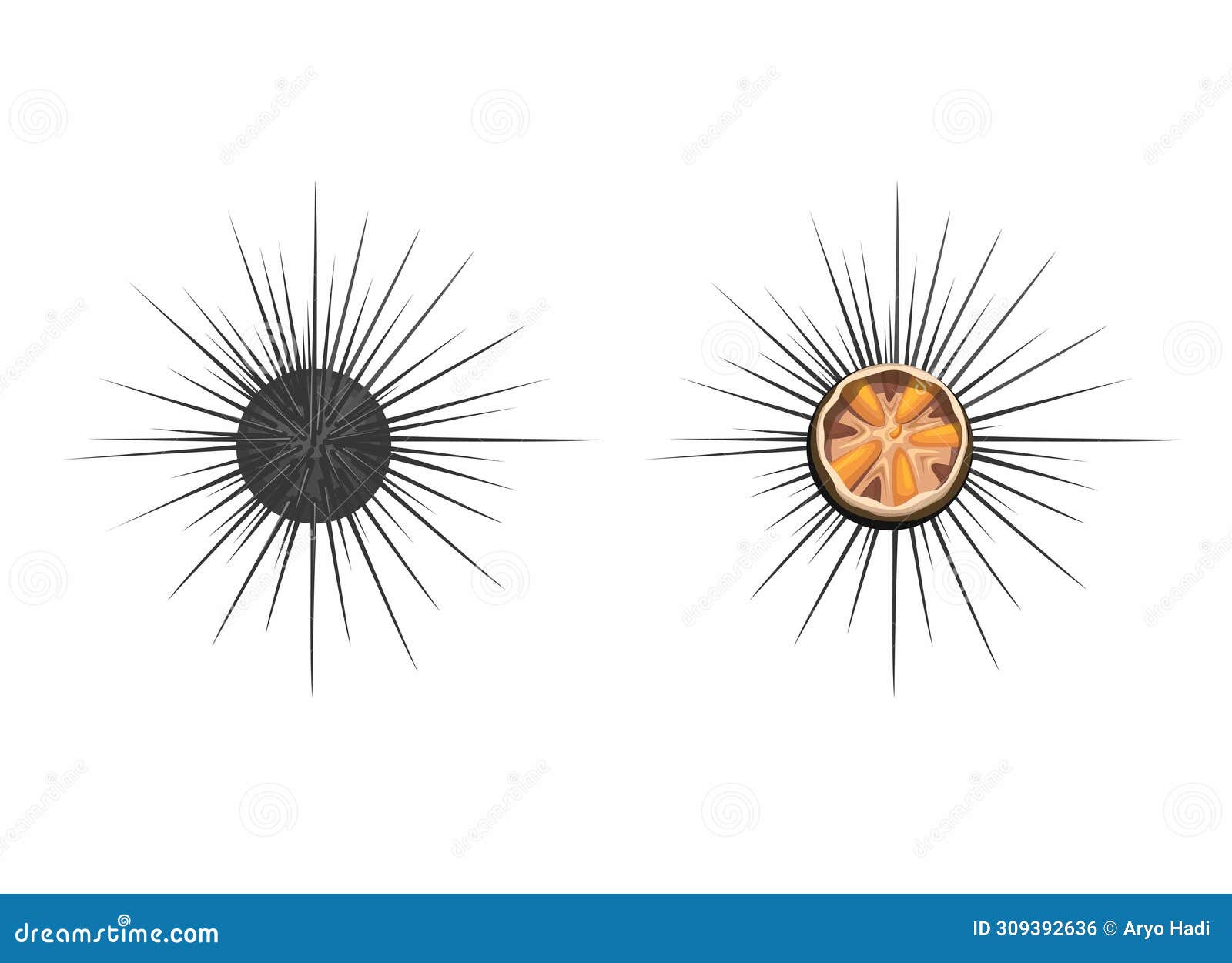 Seeigel Meerestierarten Anatomie-Vektor Vektor Abbildung - Illustration ...