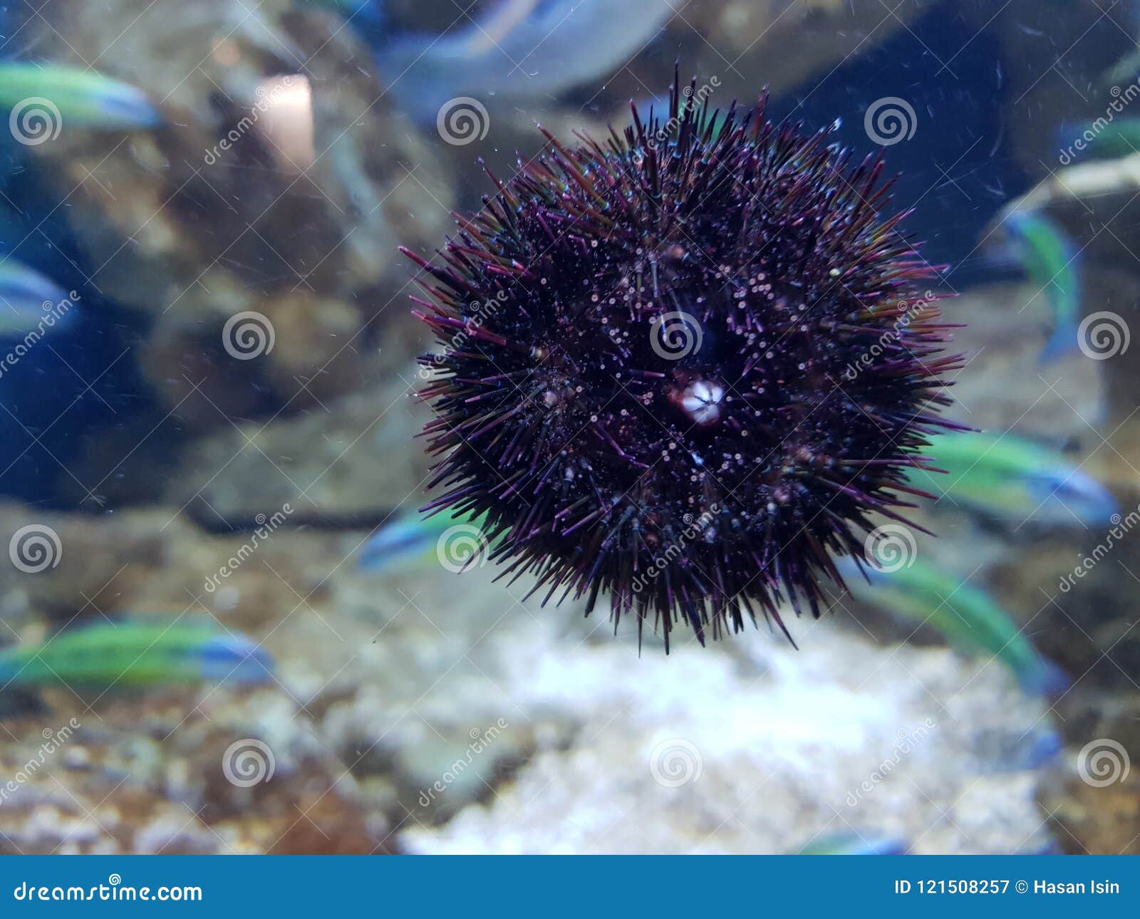 Seeigel stock image. Image of clear, pretty, water, seeigel - 121508257
