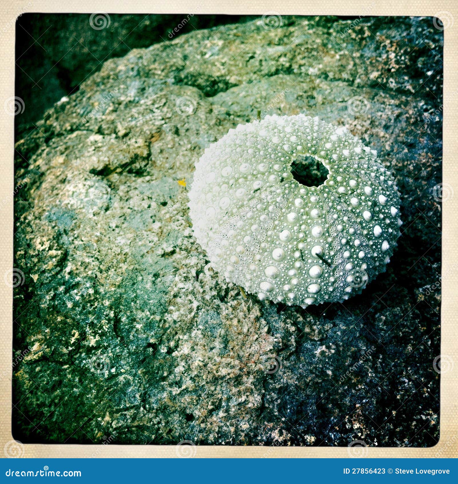 Seeigel-Shell stockbild. Bild von geschöpf, organismus - 27856423