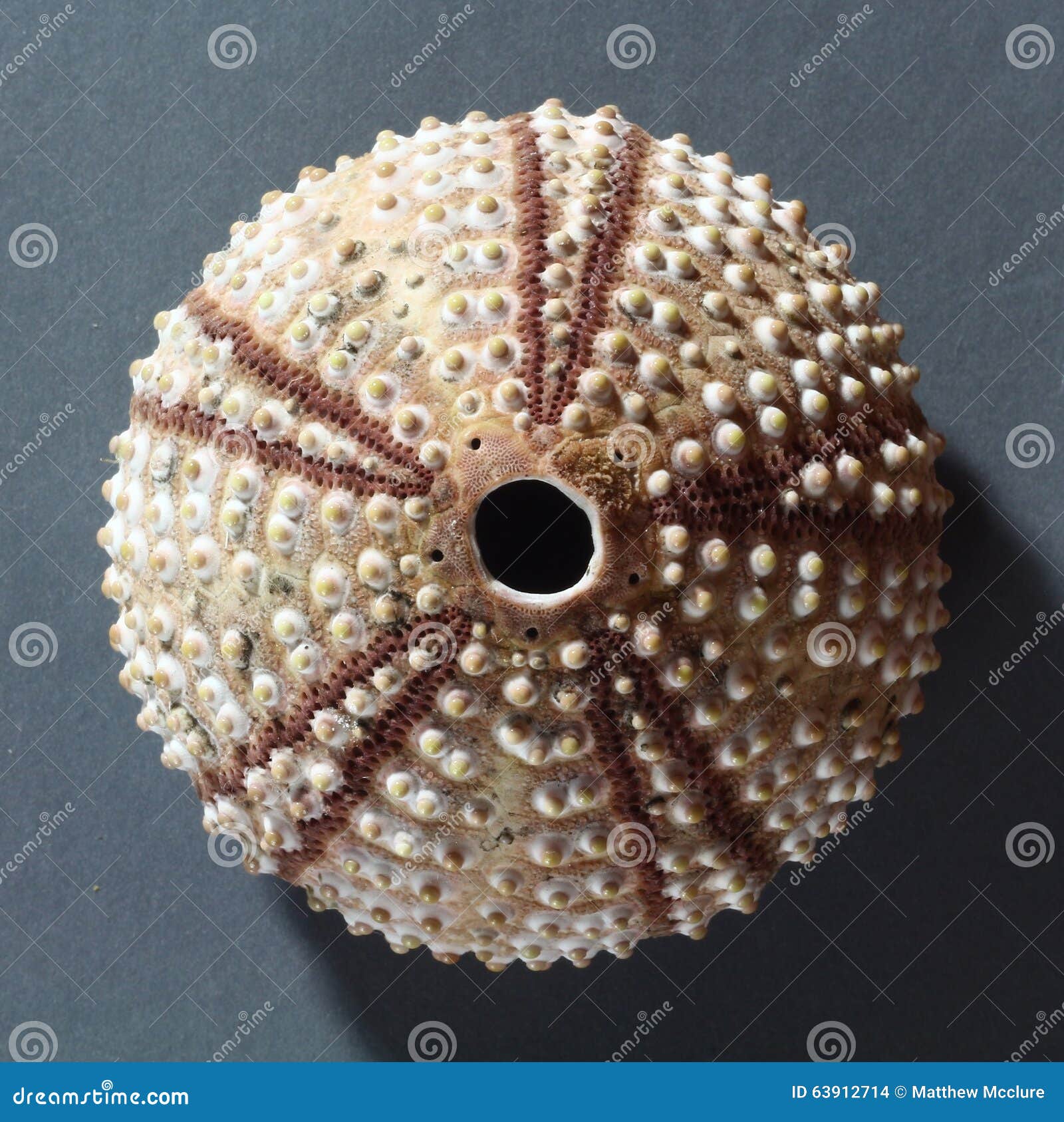 Seeigelskelett stockfoto. Bild von stachelhäuter, muschel - 63912714