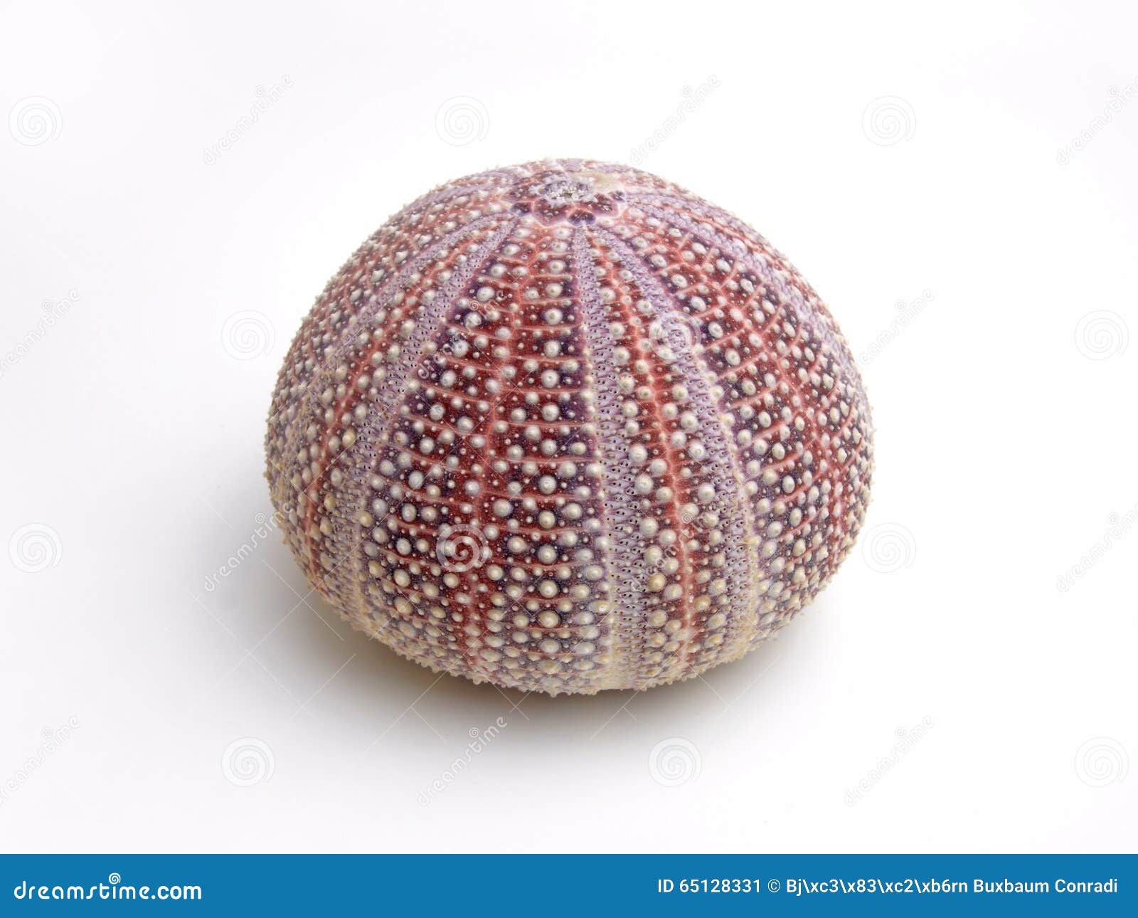 Seeigelskelett stockbild. Bild von getrennt, geläufig - 65128331