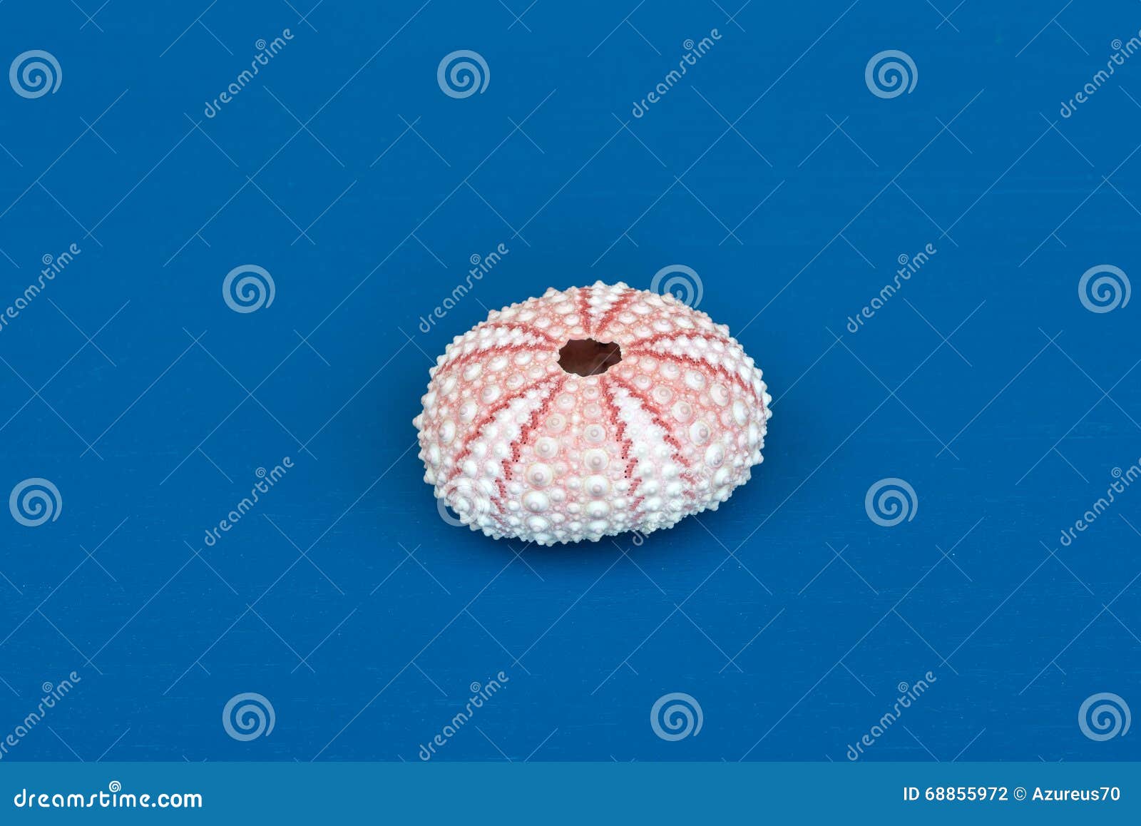 Seeigelskelett stockfoto. Bild von skelett, hintergrund - 68855972