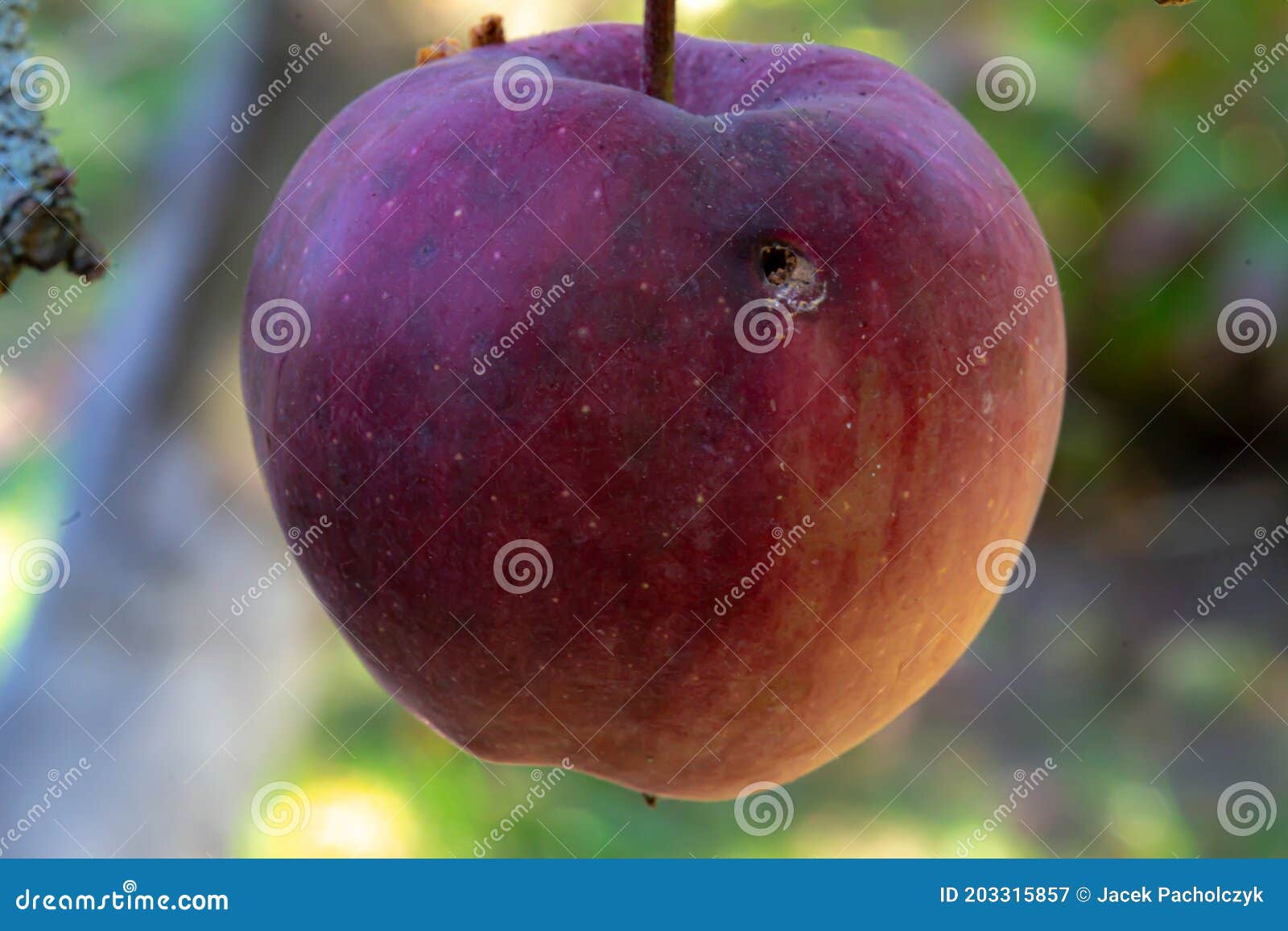 A wormy, unsprayed apple stock image. Image of spray - 203315857