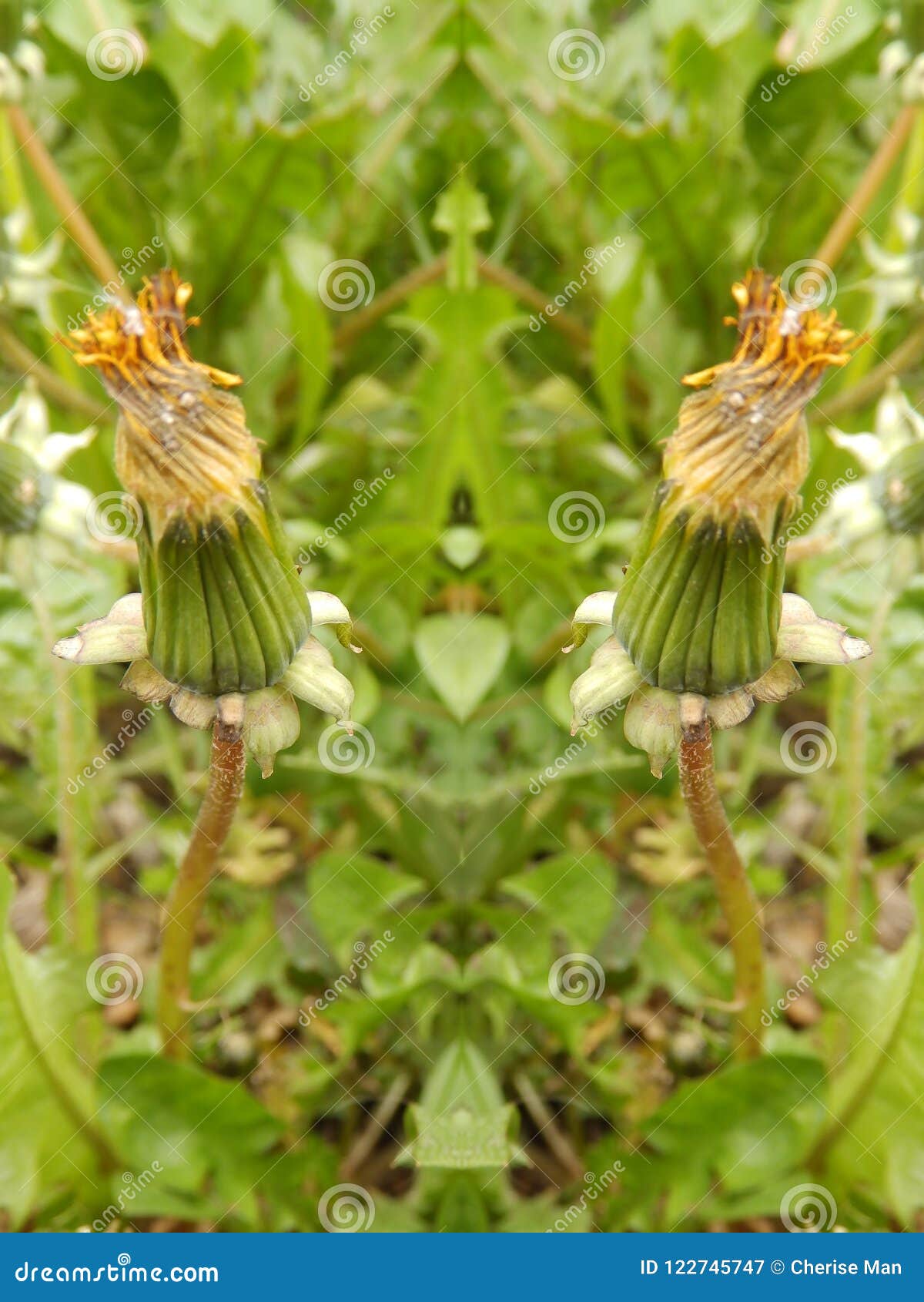 Seeing Double Wilted Flower Buds Stock Image - Image of wilted, yellow ...