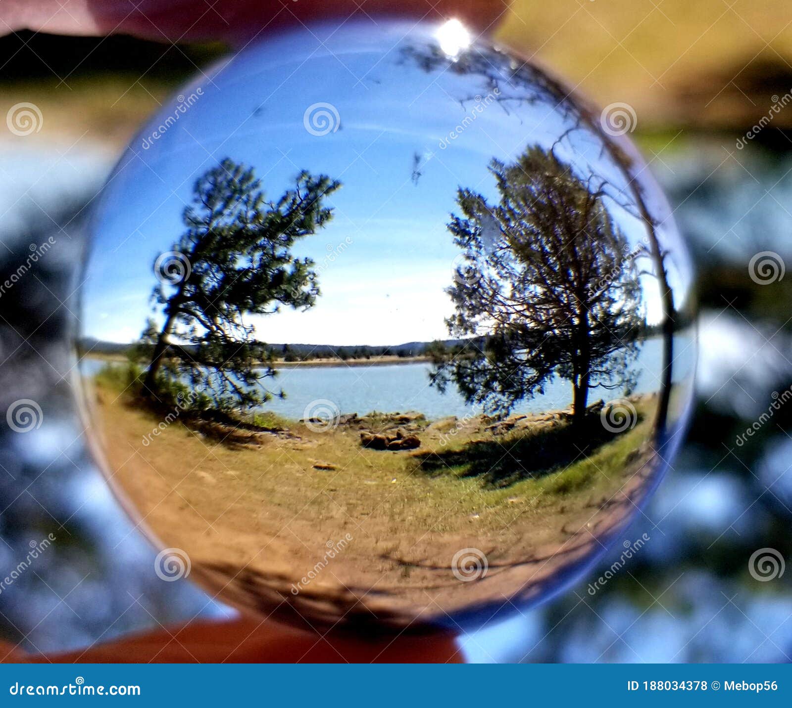 Looking through the Looking Glass Stock Photo - Image of trees, lake ...