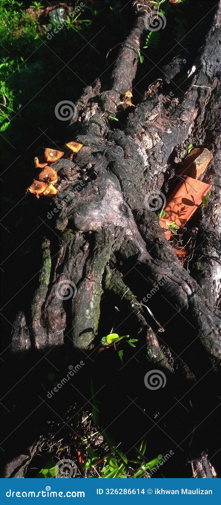 Seeing a Large Mango Root Tree is Very Beautiful To Look at Stock Photo ...