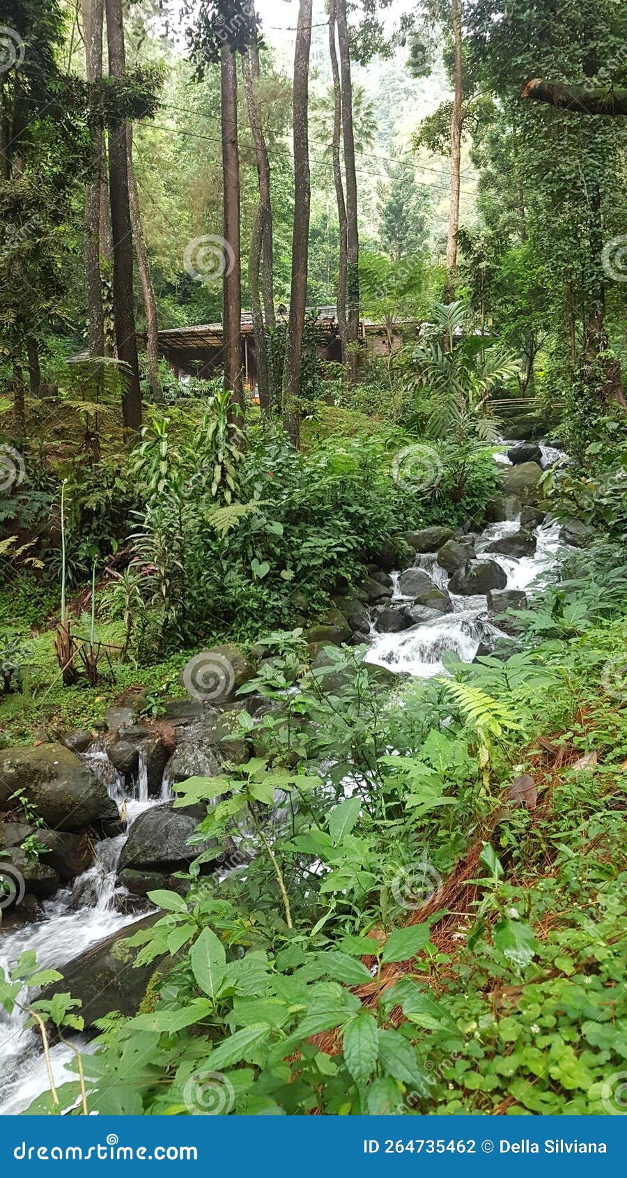 Seeing Nature Like this Makes Us Calm, and Relaxed Stock Photo - Image ...