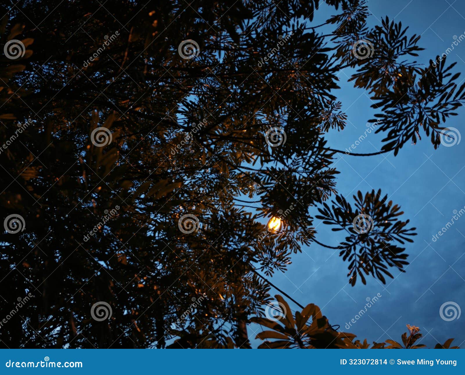 Seeing Streetlight through the Tree Branches and Leaves at Night with ...