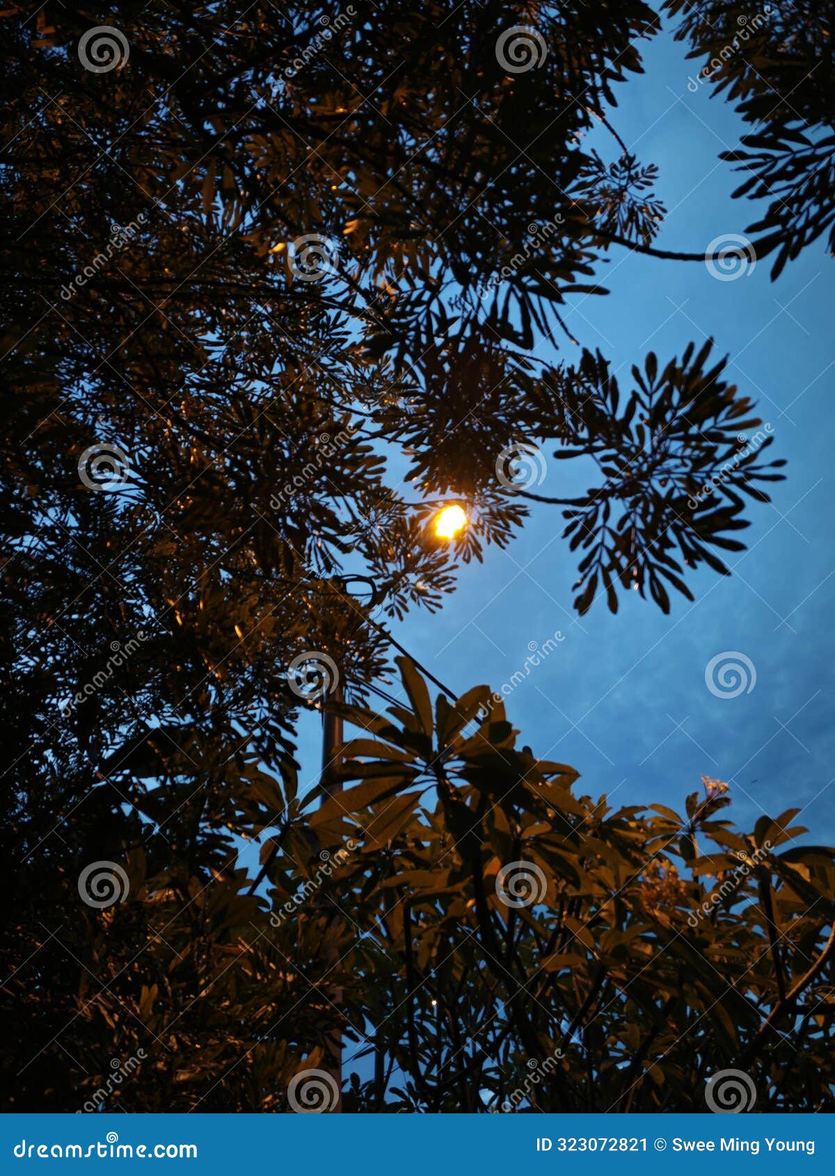 Seeing Streetlight through the Tree Branches and Leaves at Night with ...