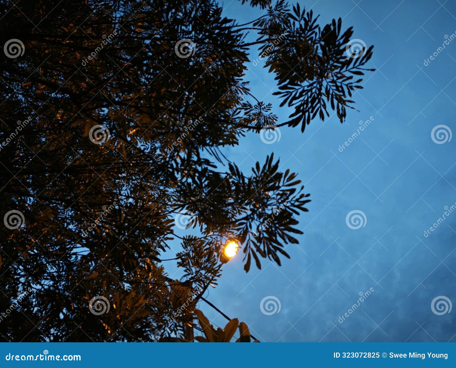 Seeing Streetlight through the Tree Branches and Leaves at Night with ...