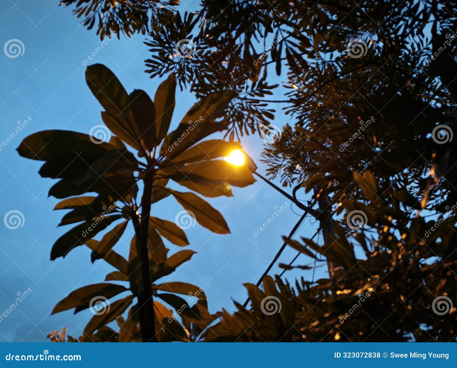 Seeing Streetlight through the Tree Branches and Leaves at Night with ...