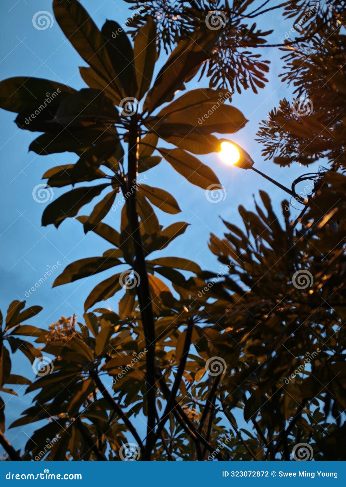 Seeing Streetlight through the Tree Branches and Leaves at Night with ...