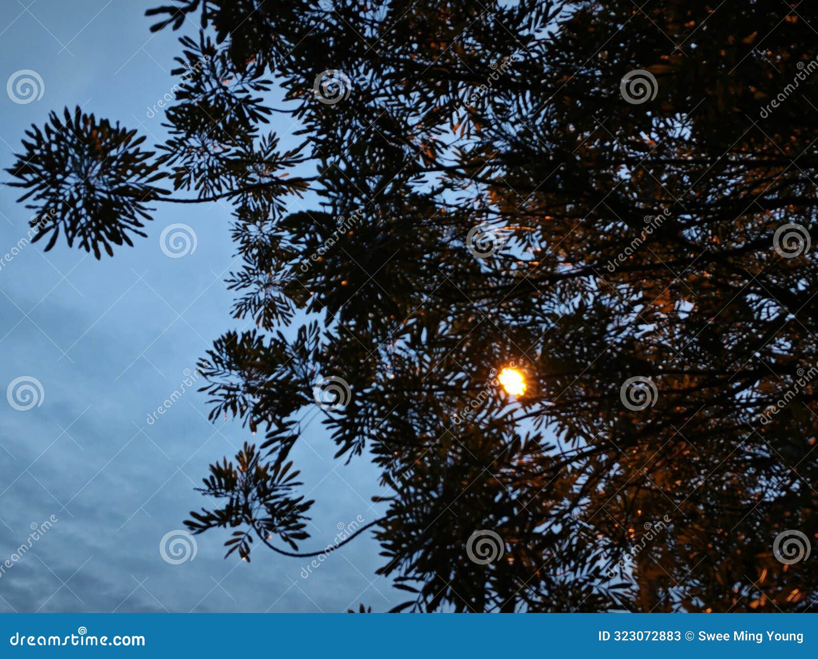 Seeing Streetlight through the Tree Branches and Leaves at Night with ...