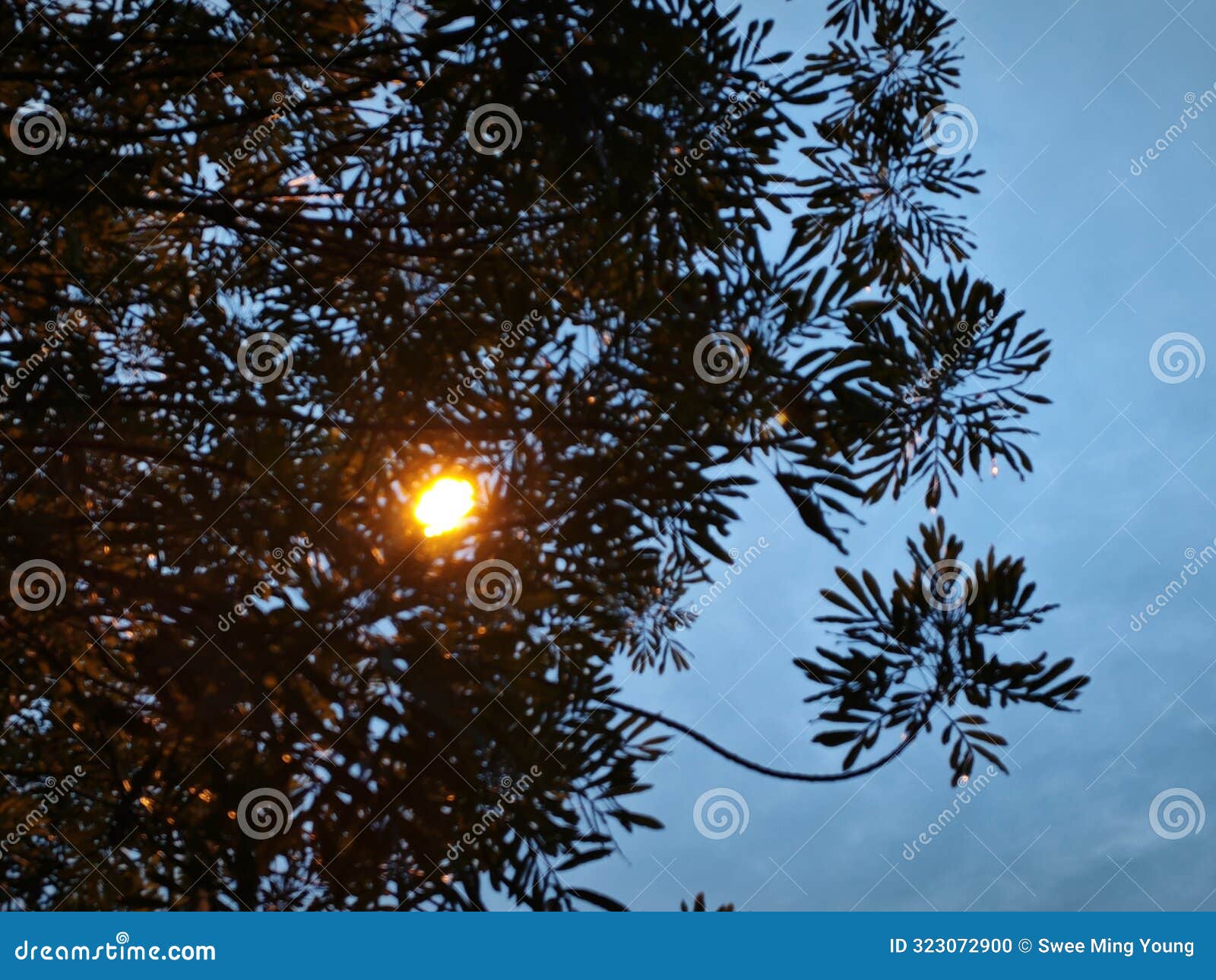 Seeing Streetlight through the Tree Branches and Leaves at Night with ...