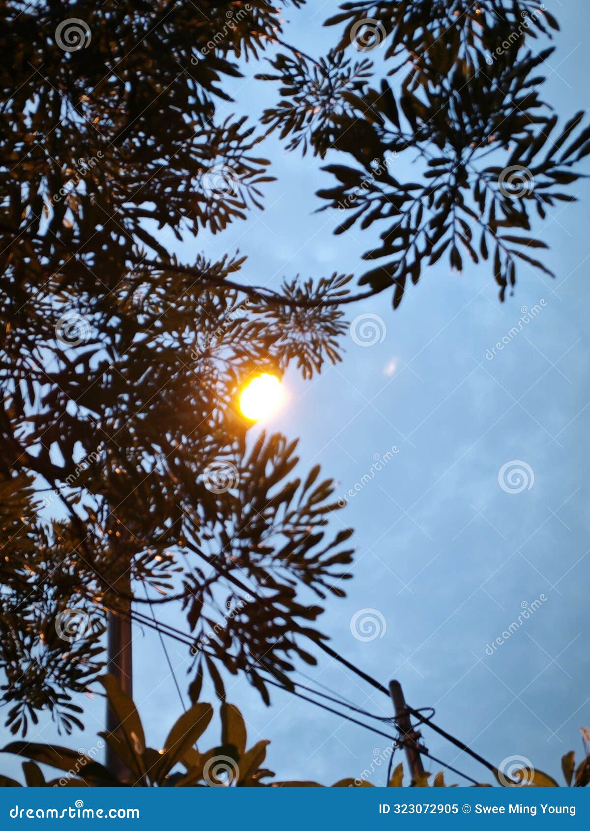 Seeing Streetlight through the Tree Branches and Leaves at Night with ...