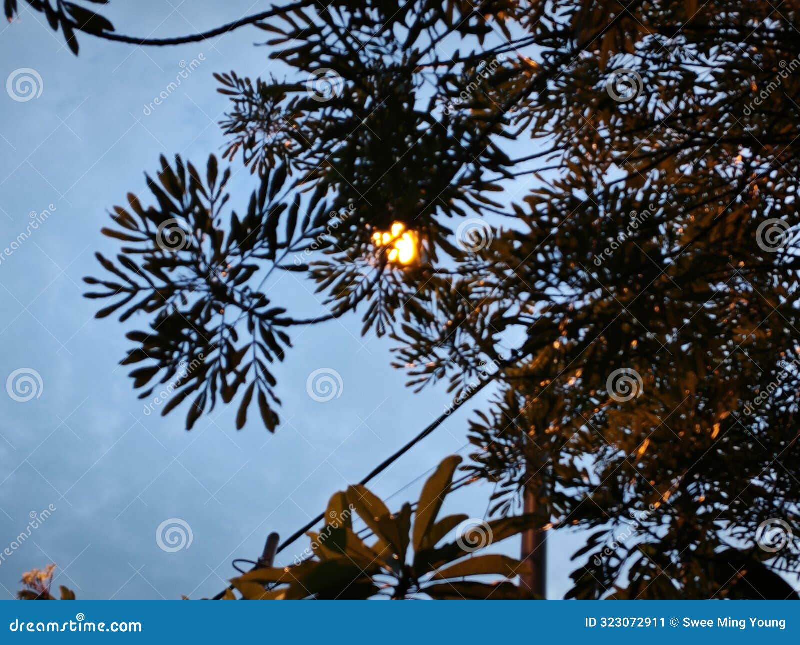 Seeing Streetlight through the Tree Branches and Leaves at Night with ...