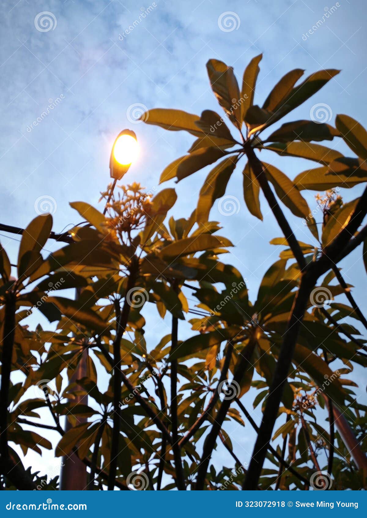 Seeing Streetlight through the Tree Branches and Leaves at Night with ...