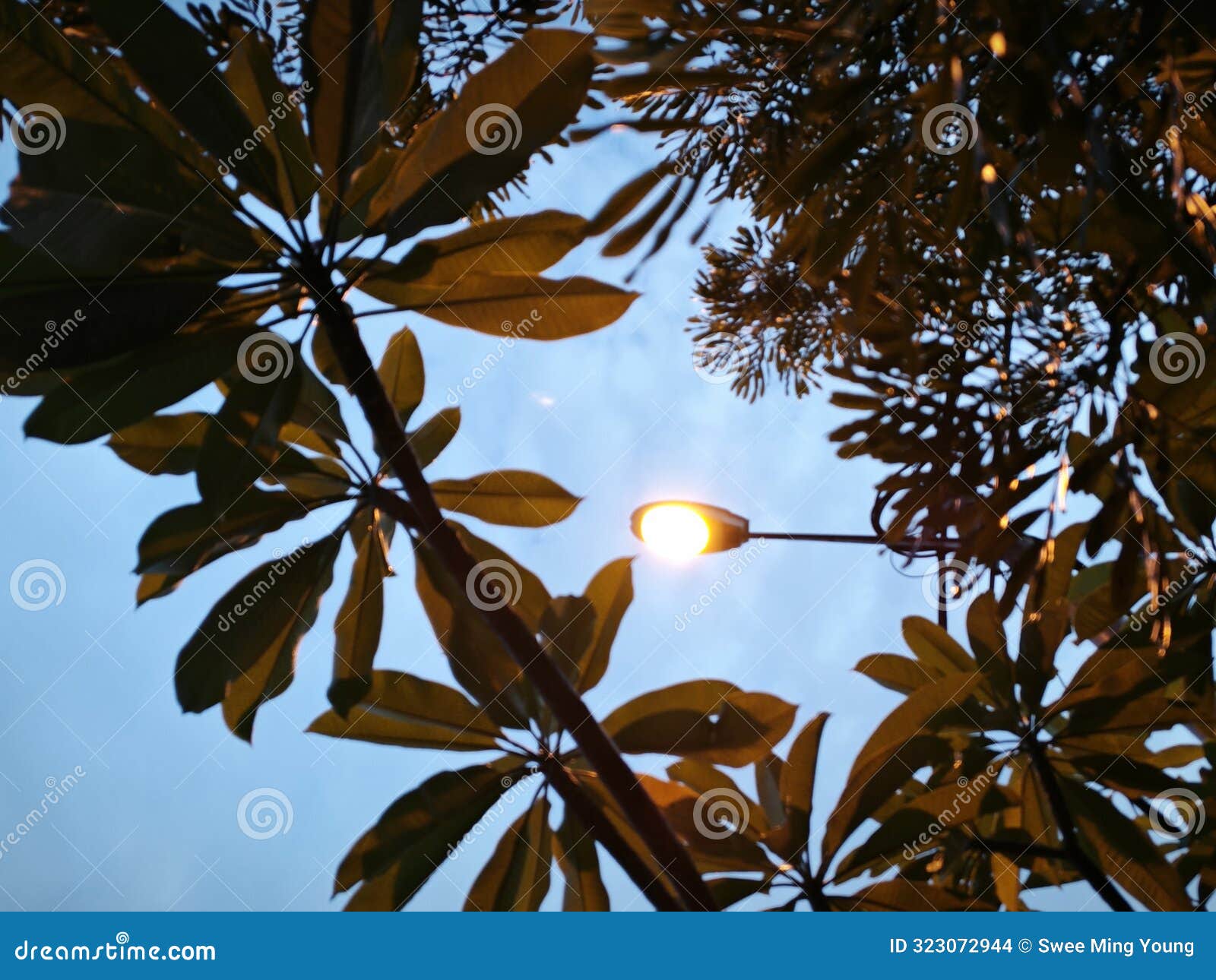 Seeing Streetlight through the Tree Branches and Leaves at Night with ...
