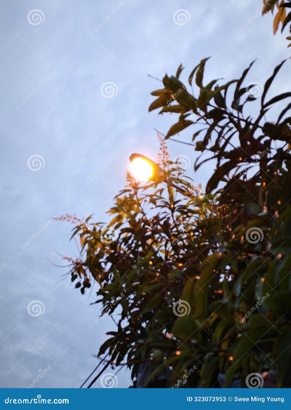 Seeing Streetlight through the Tree Branches and Leaves at Night with ...