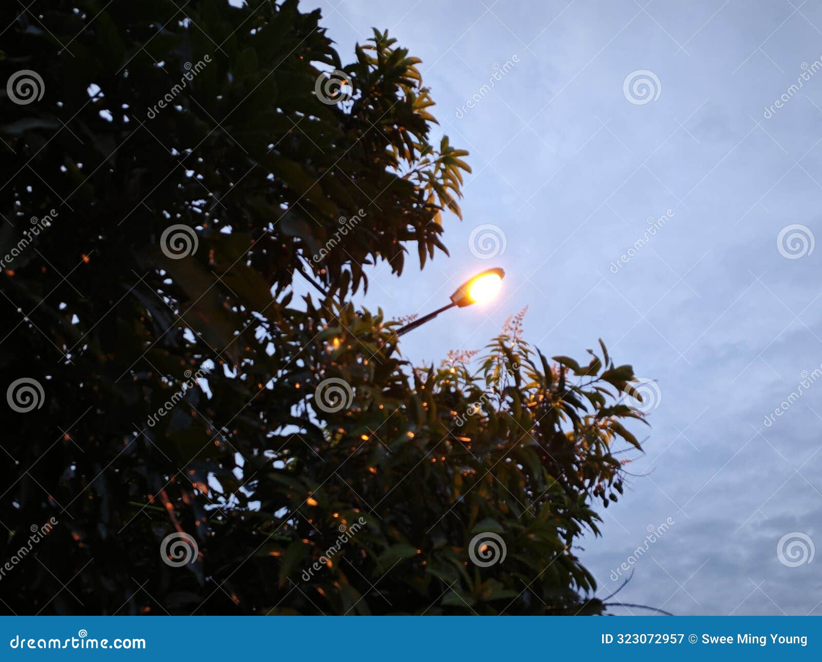 Seeing Streetlight through the Tree Branches and Leaves at Night with ...