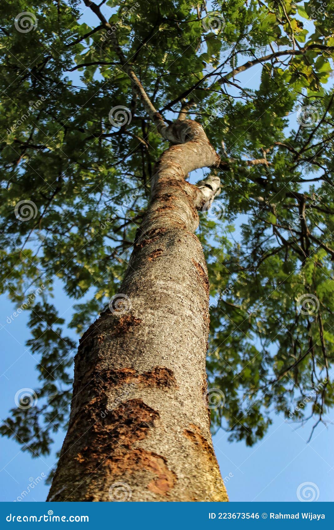 Seeing the Tree Up Close with a Bottom-up View Stock Photo - Image of ...
