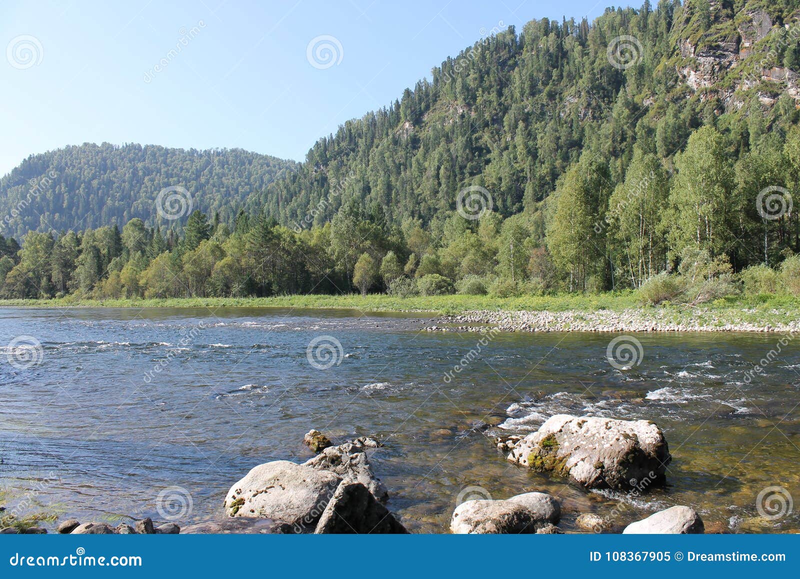 The Bridge Across the Fast Current of the River Katun Stock Image ...