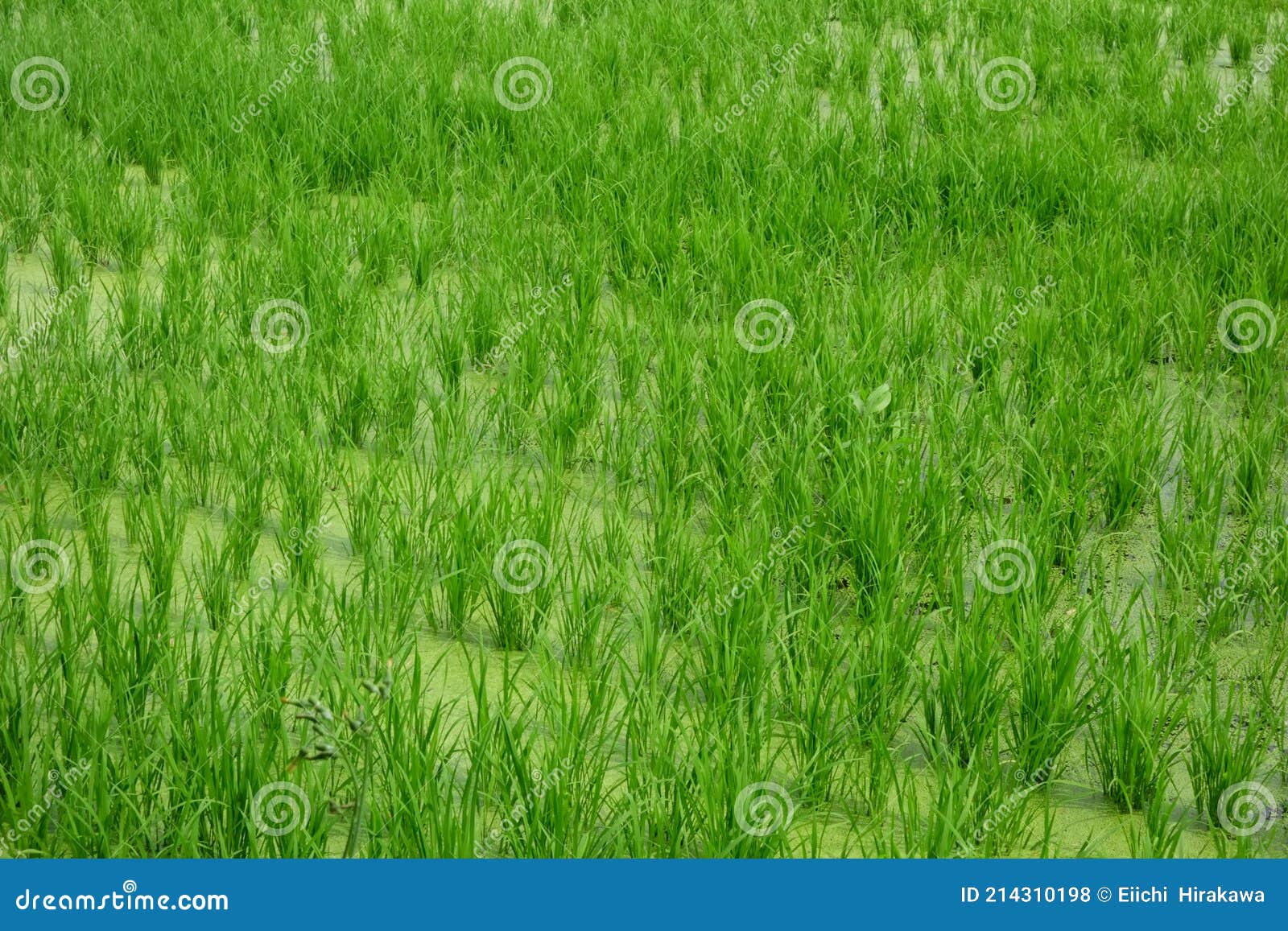 The Rice is Blown by the Wind Stock Photo - Image of nature, grow ...