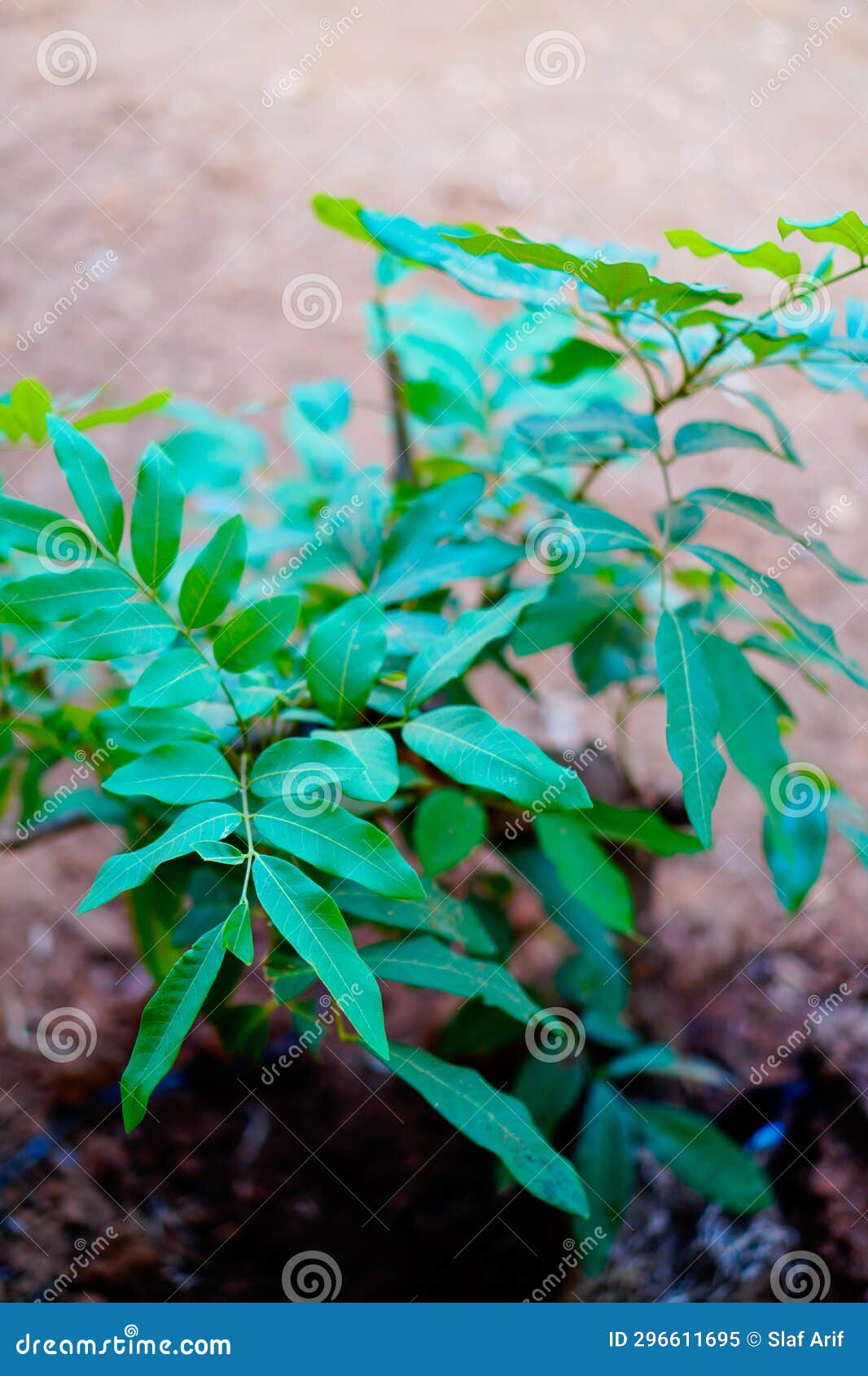 Close-up View of Longan Tree Stock Image - Image of healthy, leaf ...