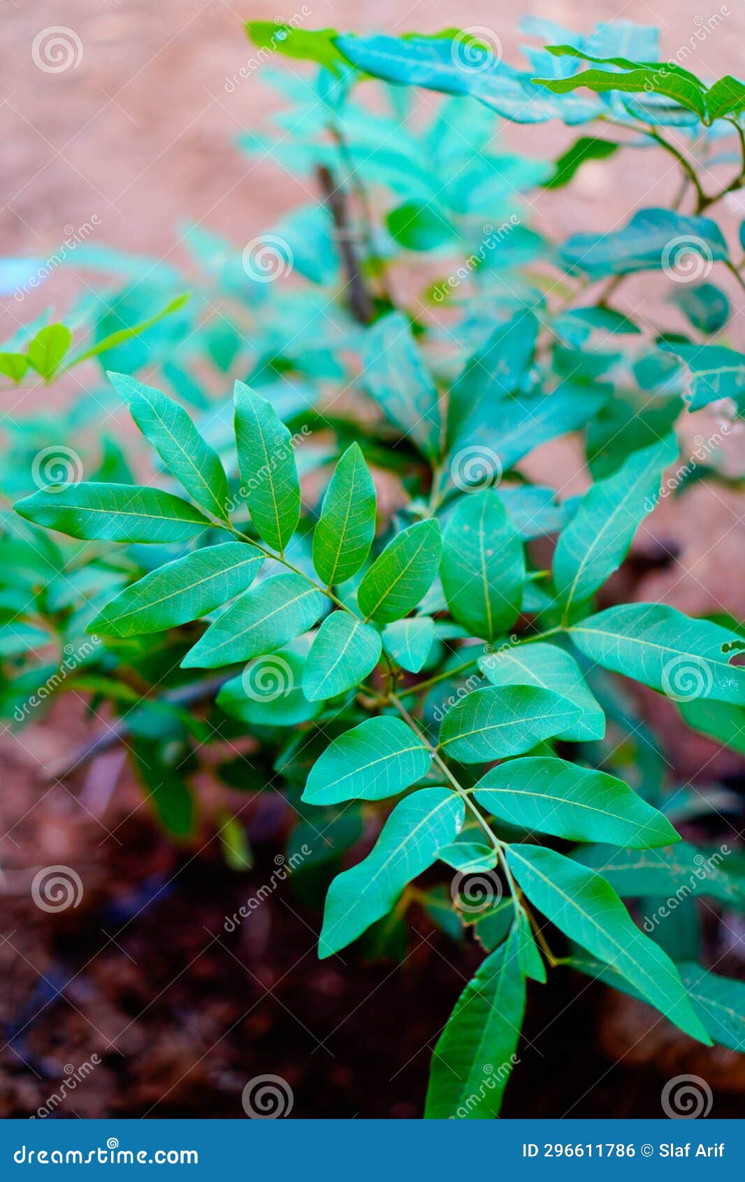 Close-up View of Longan Tree Stock Photo - Image of food, freshness ...