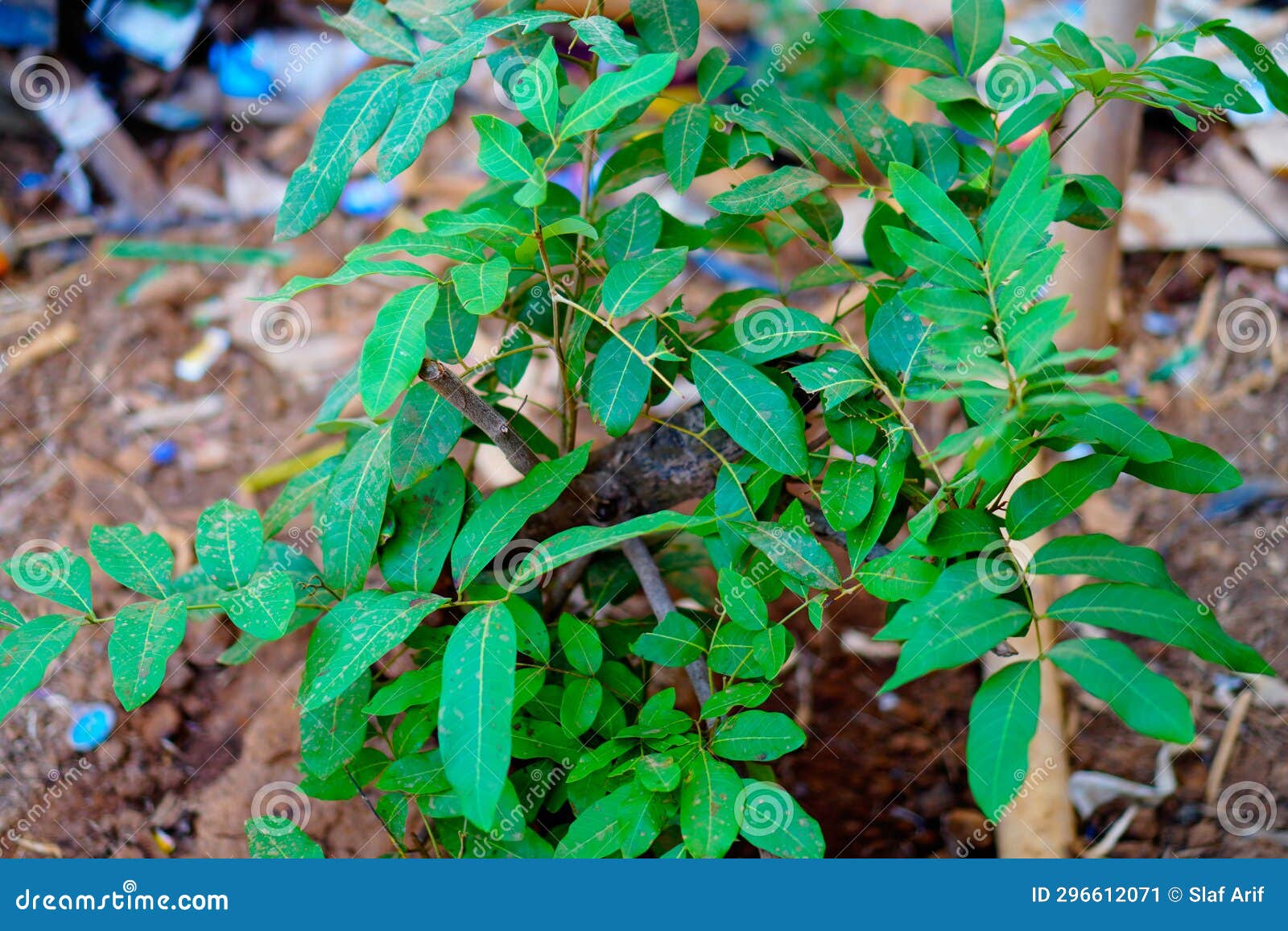 Close-up View of Longan Tree Stock Image - Image of closeup, forest ...