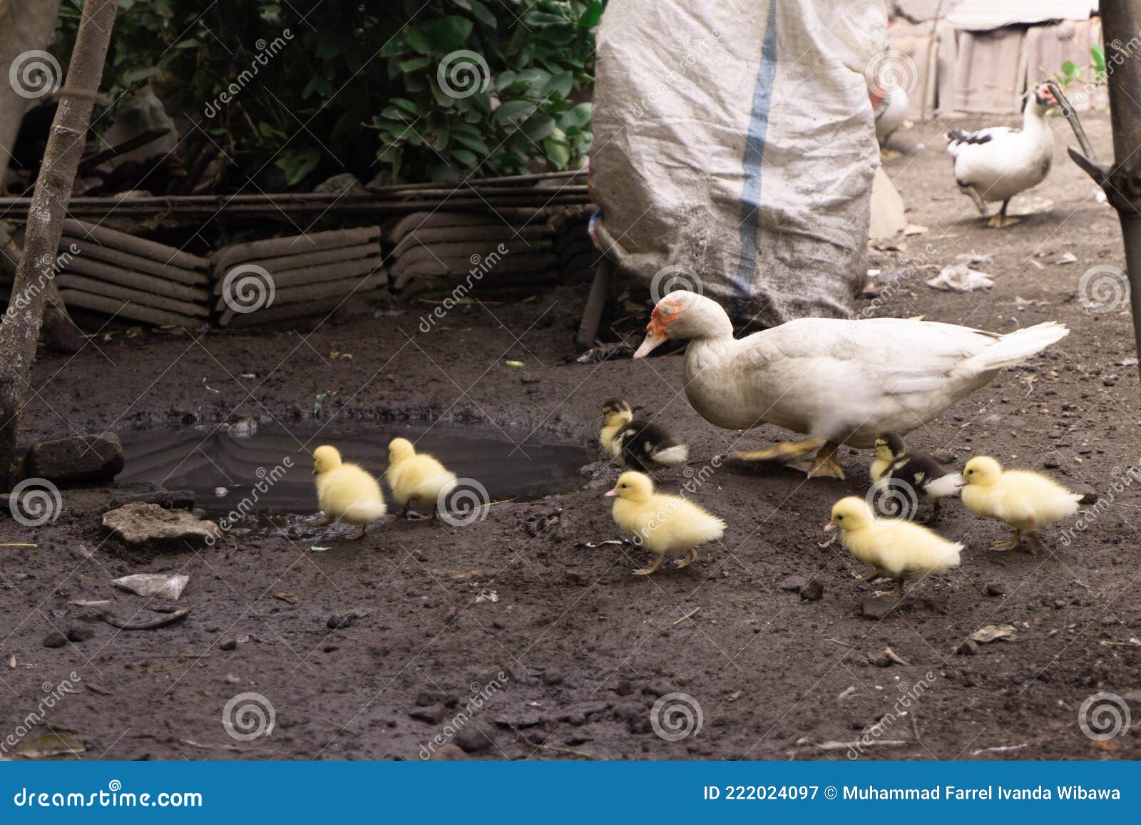 Seen the Mother Duck with Her Chicks Heading To a Puddle. Stock Image ...