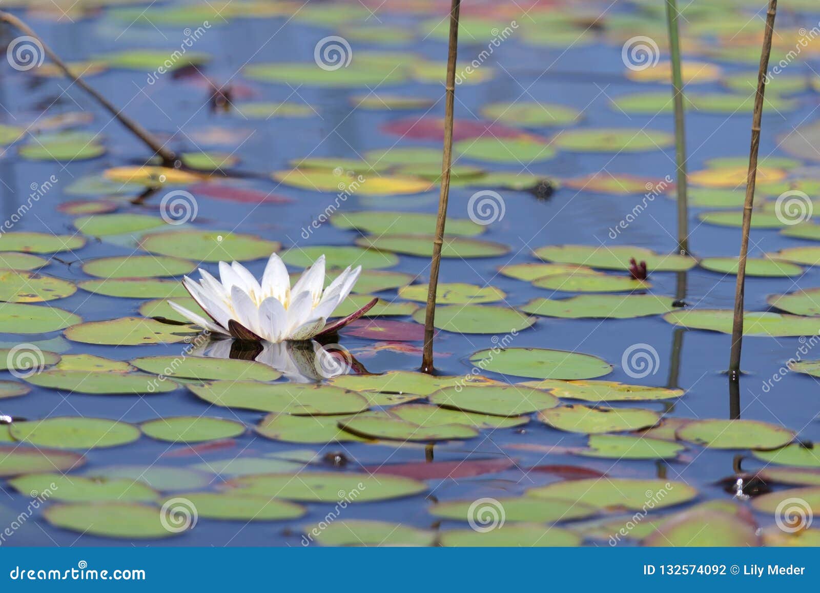 One Lily stock photo. Image of lily, okawanga, delta - 132574092
