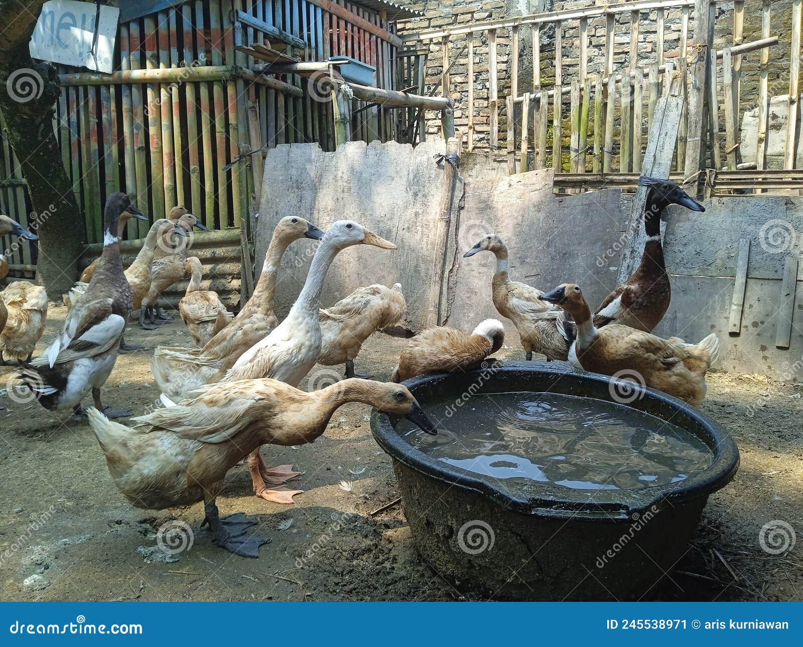 Seen Several Ducks Drinking in a Cage. Stock Image - Image of cage ...