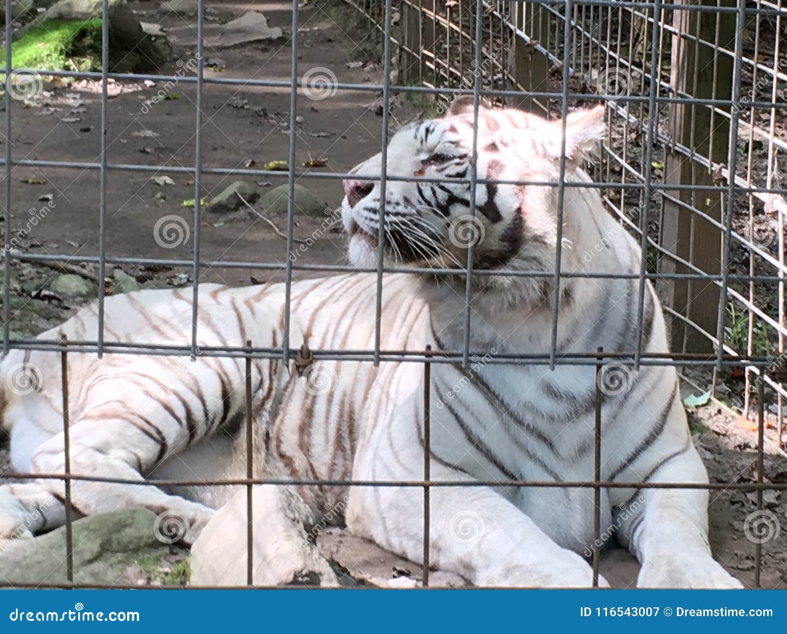 Tiger stock image. Image of tiger, camera - 116543007