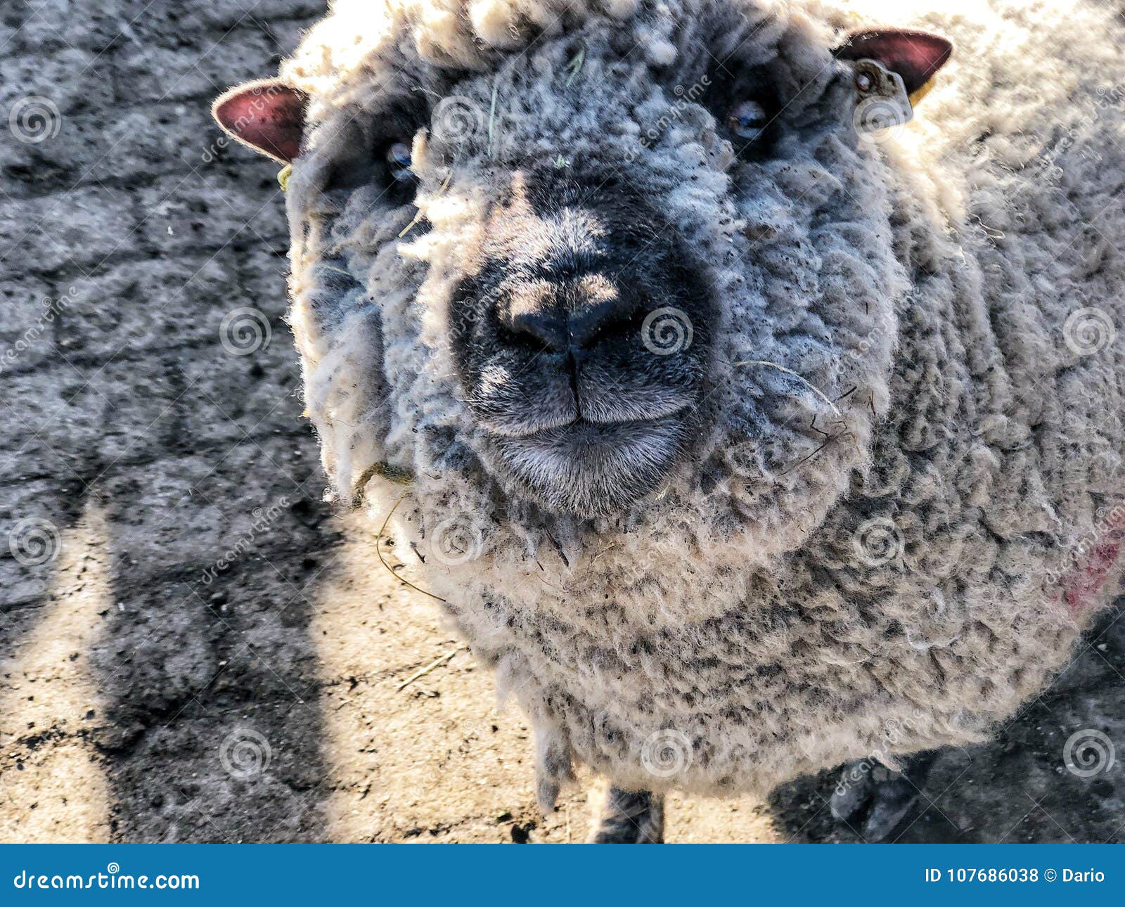 The seep stock photo. Image of mafrac14, white, stei - 107686038