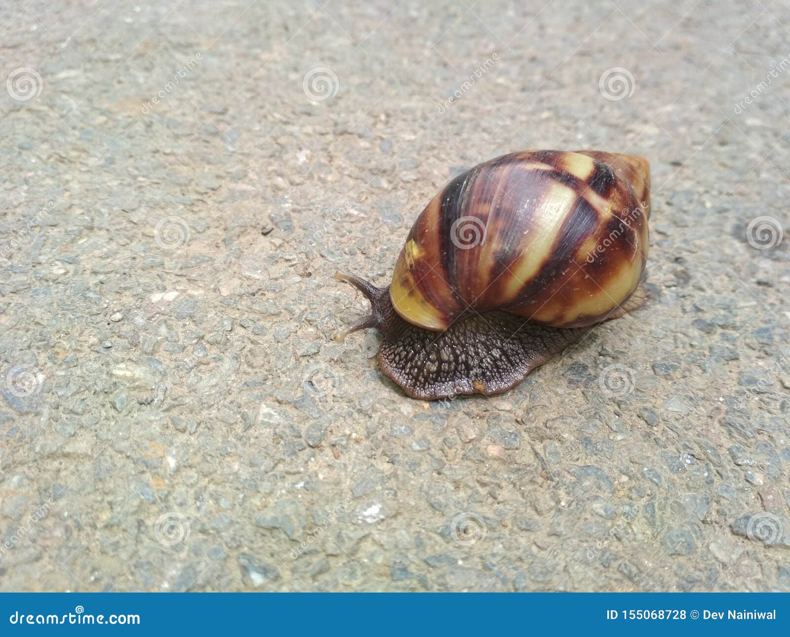 Seepi gonga stock photo. Image of gonga, animals, larj - 155068728