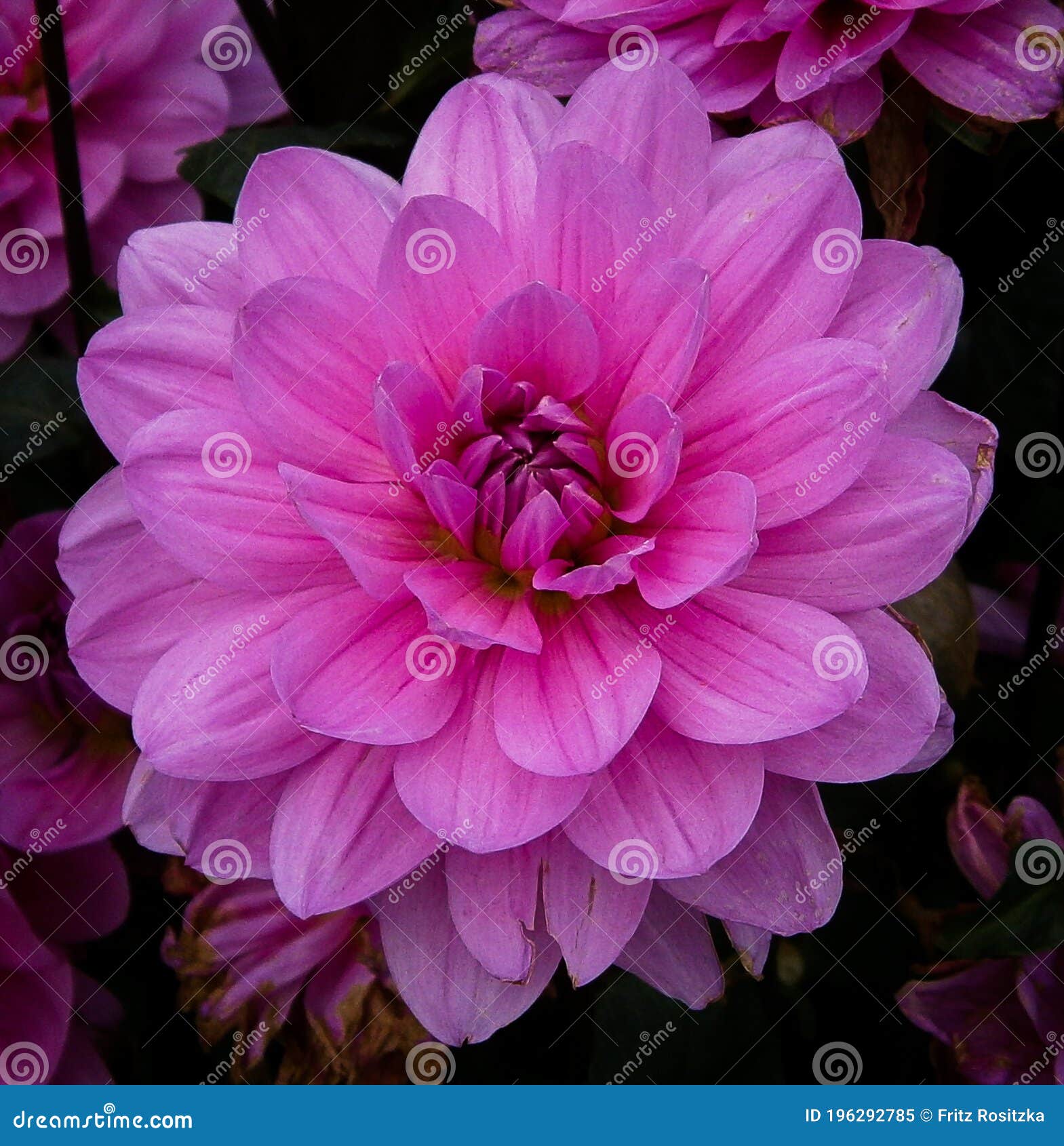 Water Lily Dahlia `Carlien` Stock Image - Image of fresh, common: 196292785