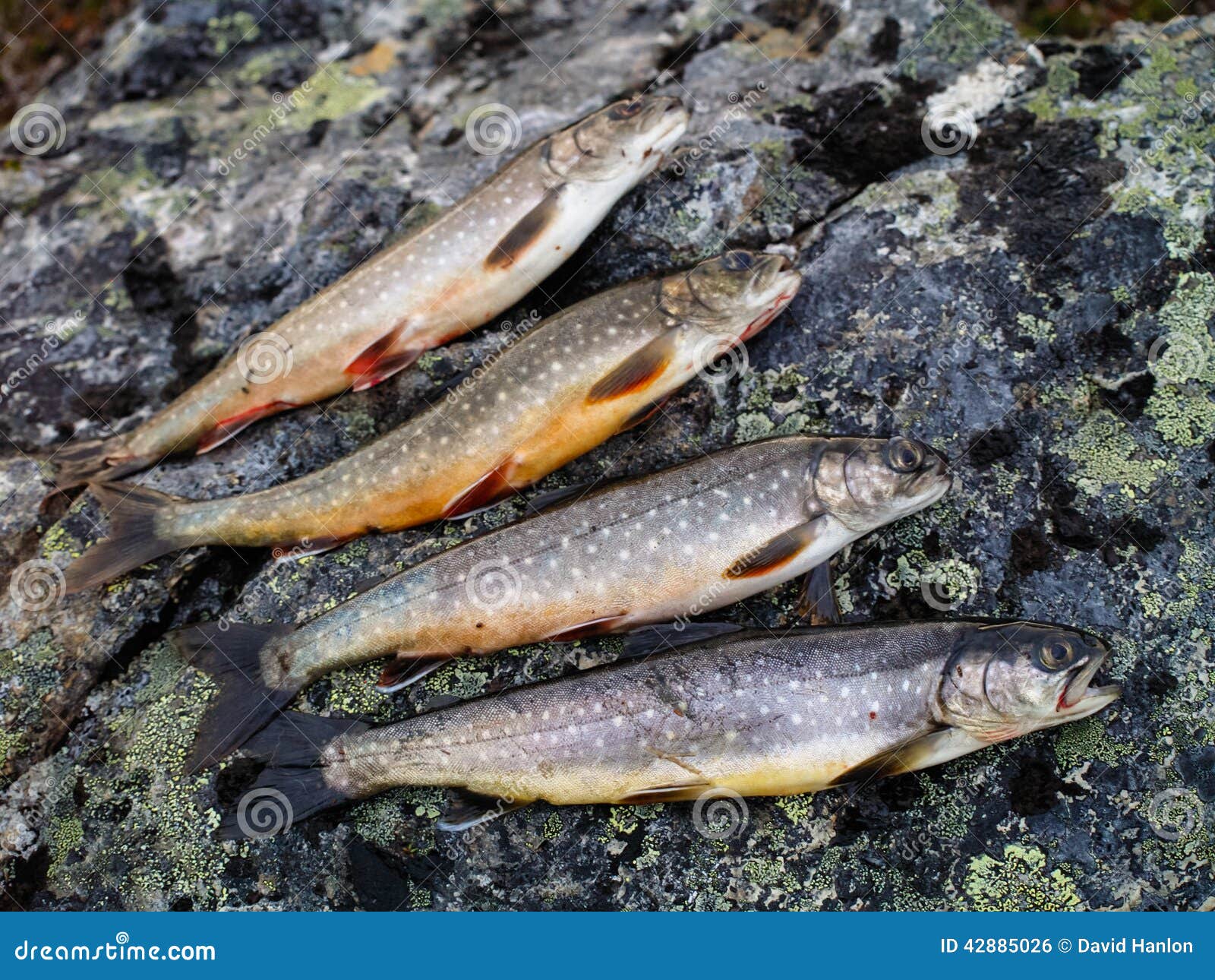 Seesaibling stockfoto. Bild von fische, frisch, norwegen - 42885026