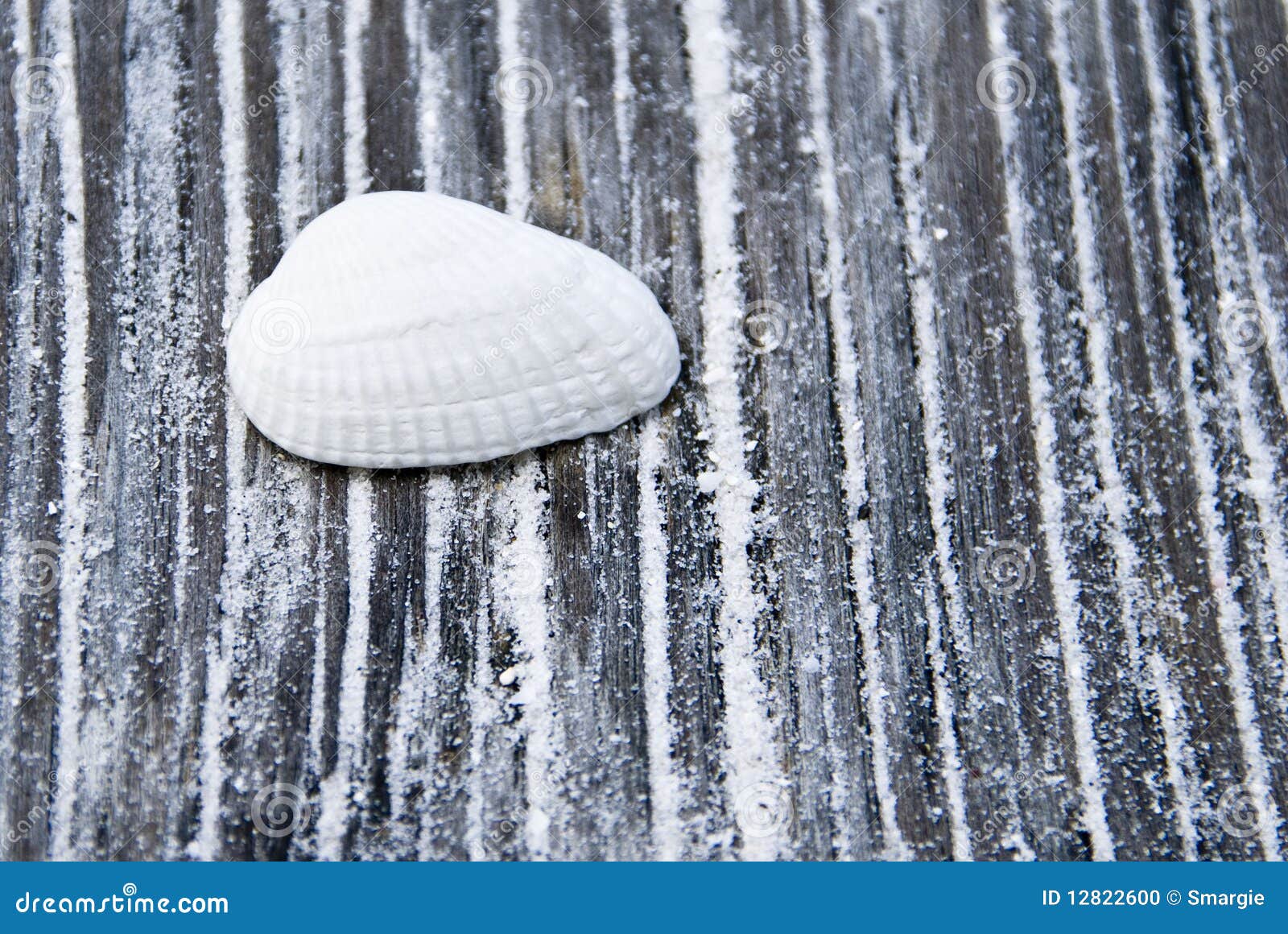 Seeshell stockfoto. Bild von schale, ozean, makro, beschaffenheit ...