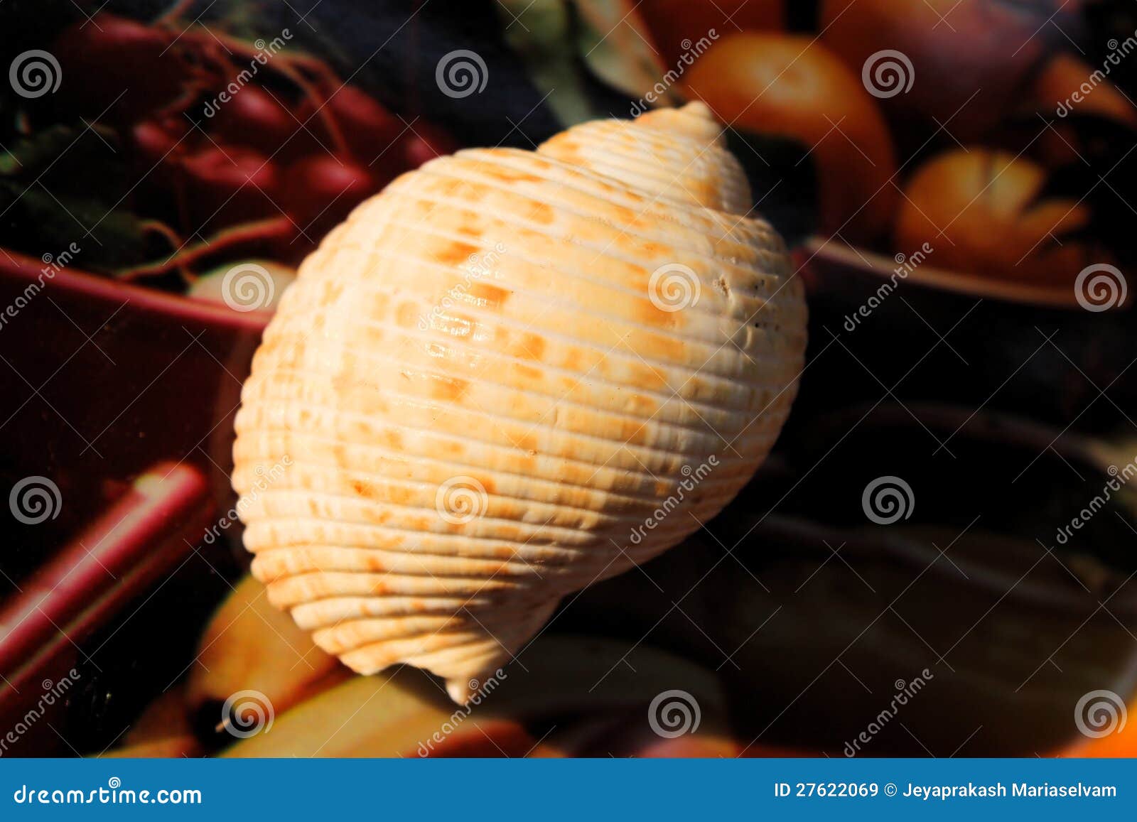 Seeshell stockbild. Bild von erhaltung, umwelt, fauna - 27622069