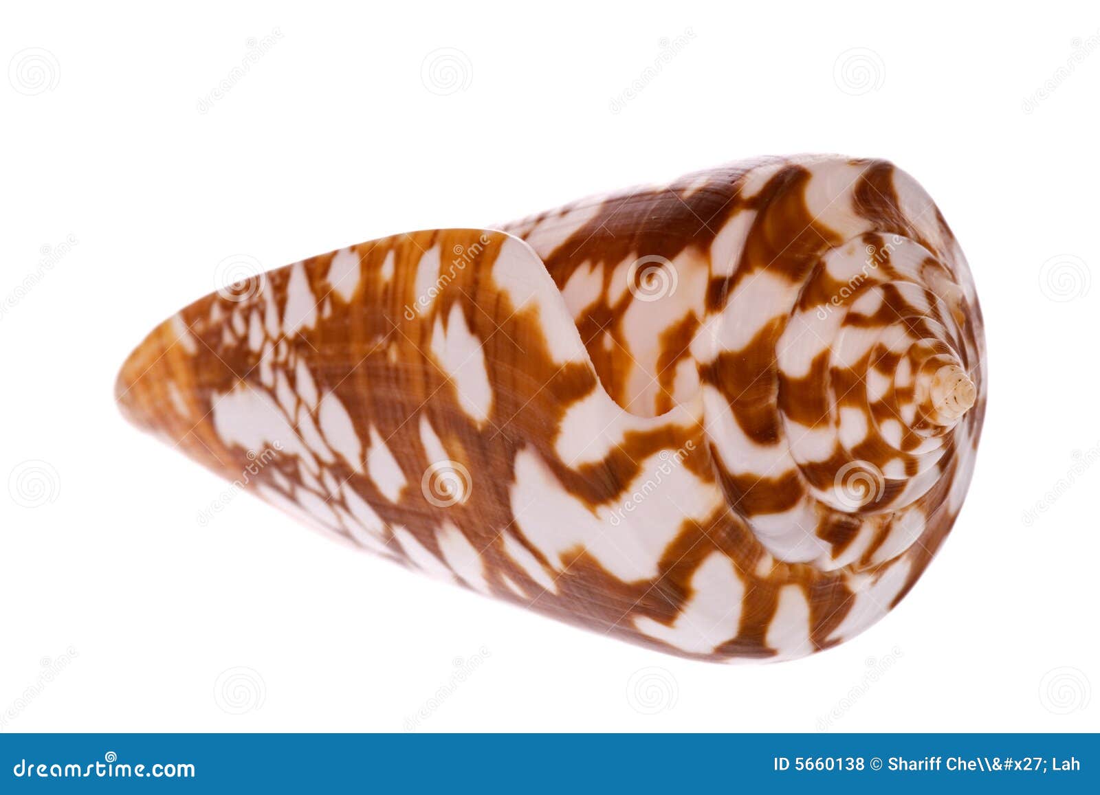 Seeshell stockfoto. Bild von kruste, meer, ozean, sand - 5660138