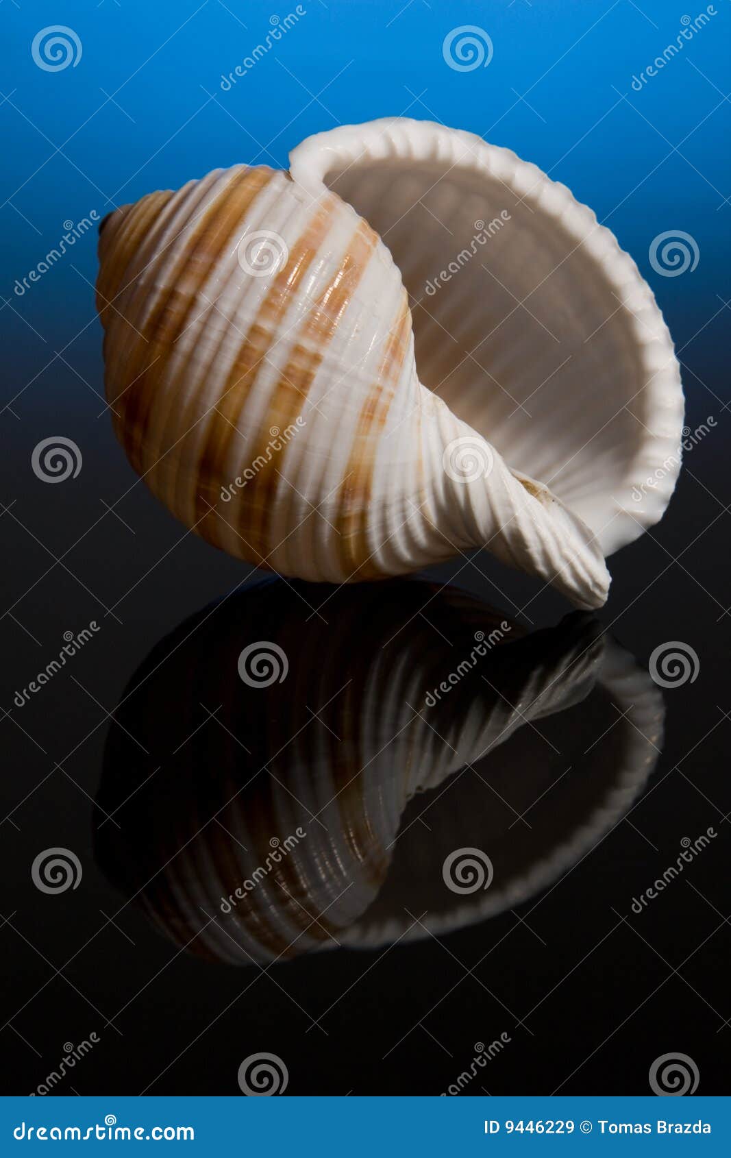 Seeshell stockbild. Bild von nave, hintergrund, exotisch - 9446229