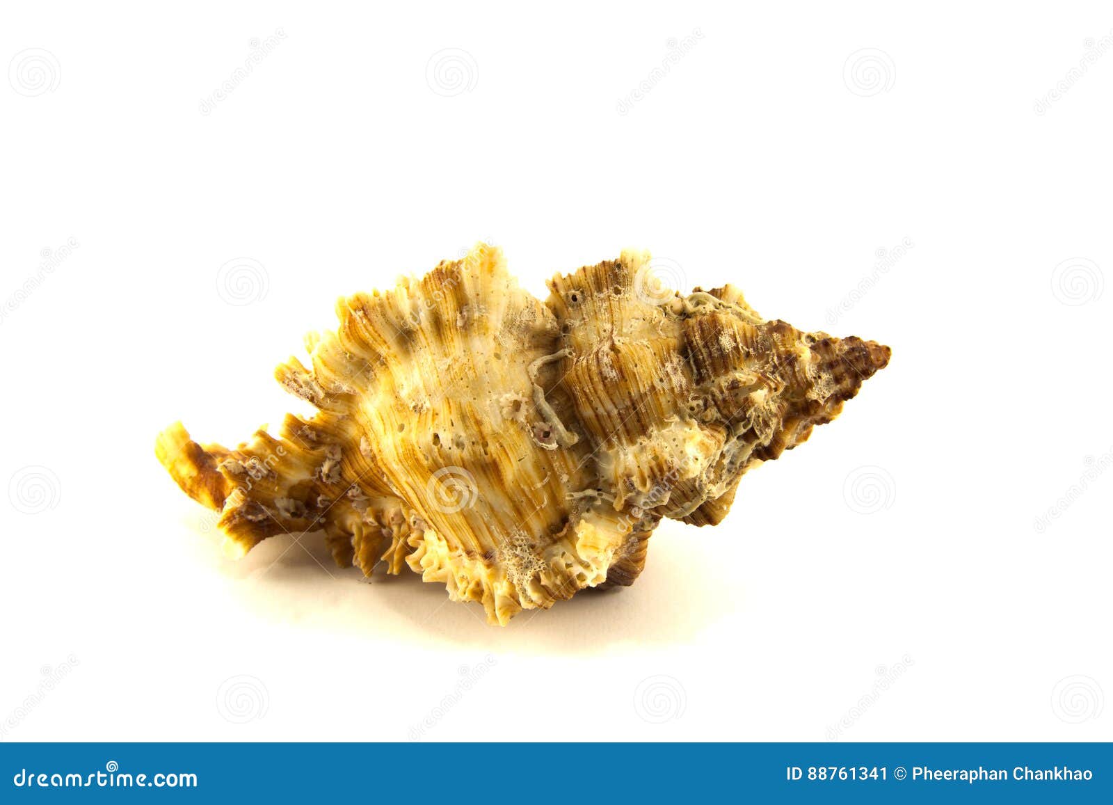 Seeshell Auf Weißem Hintergrund Stockbild - Bild von handelszentrum ...